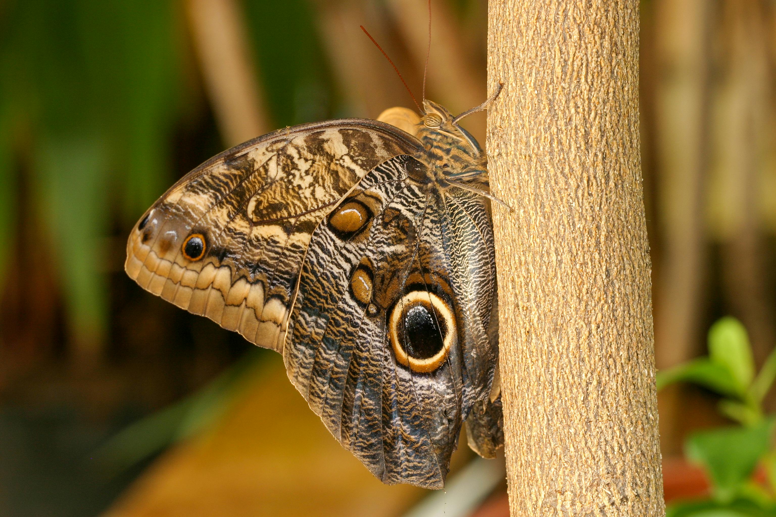 Close Up Photo of Butterflies · Free Stock Photo