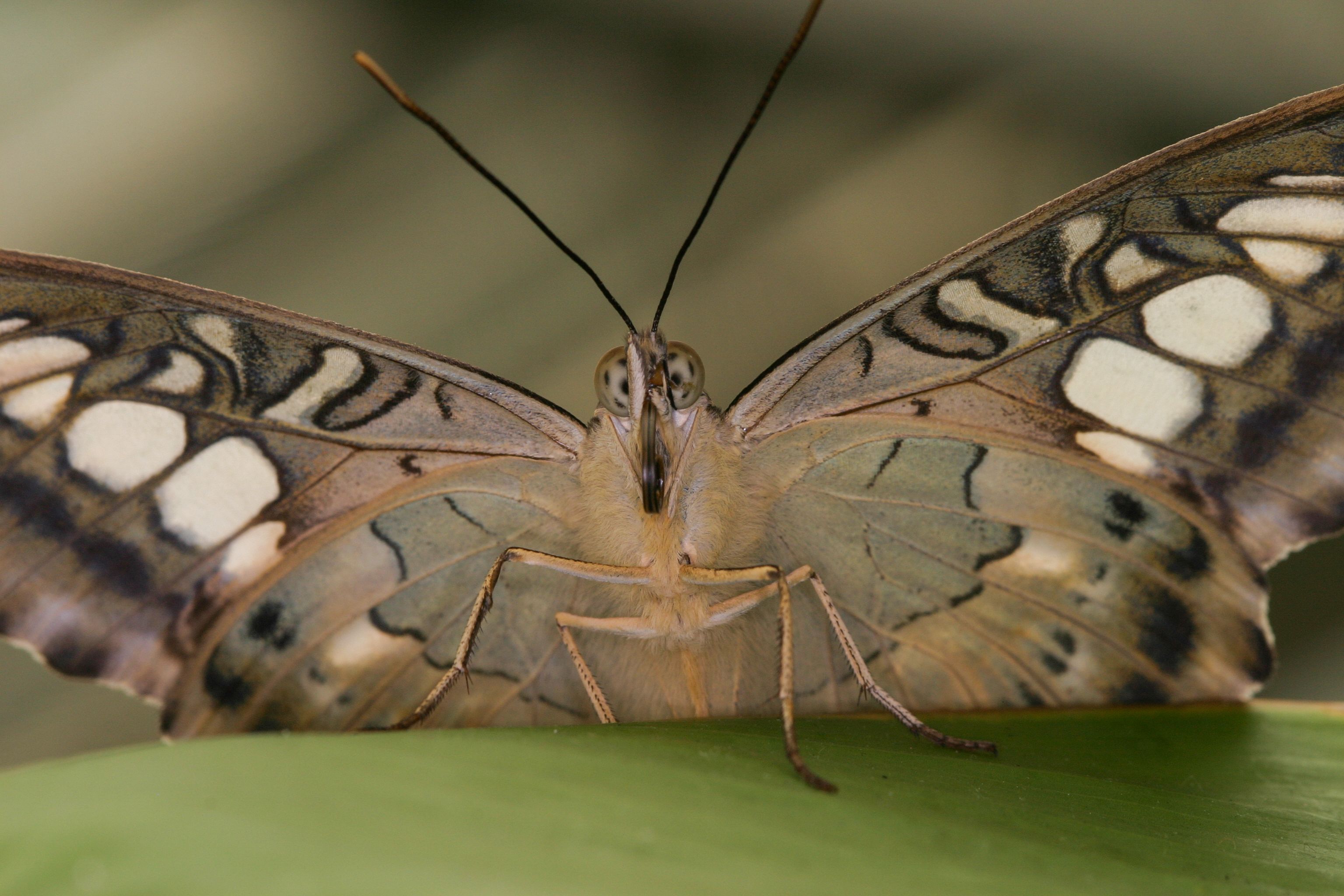 Close up of Parthenos Sylvia Butterfly · Free Stock Photo