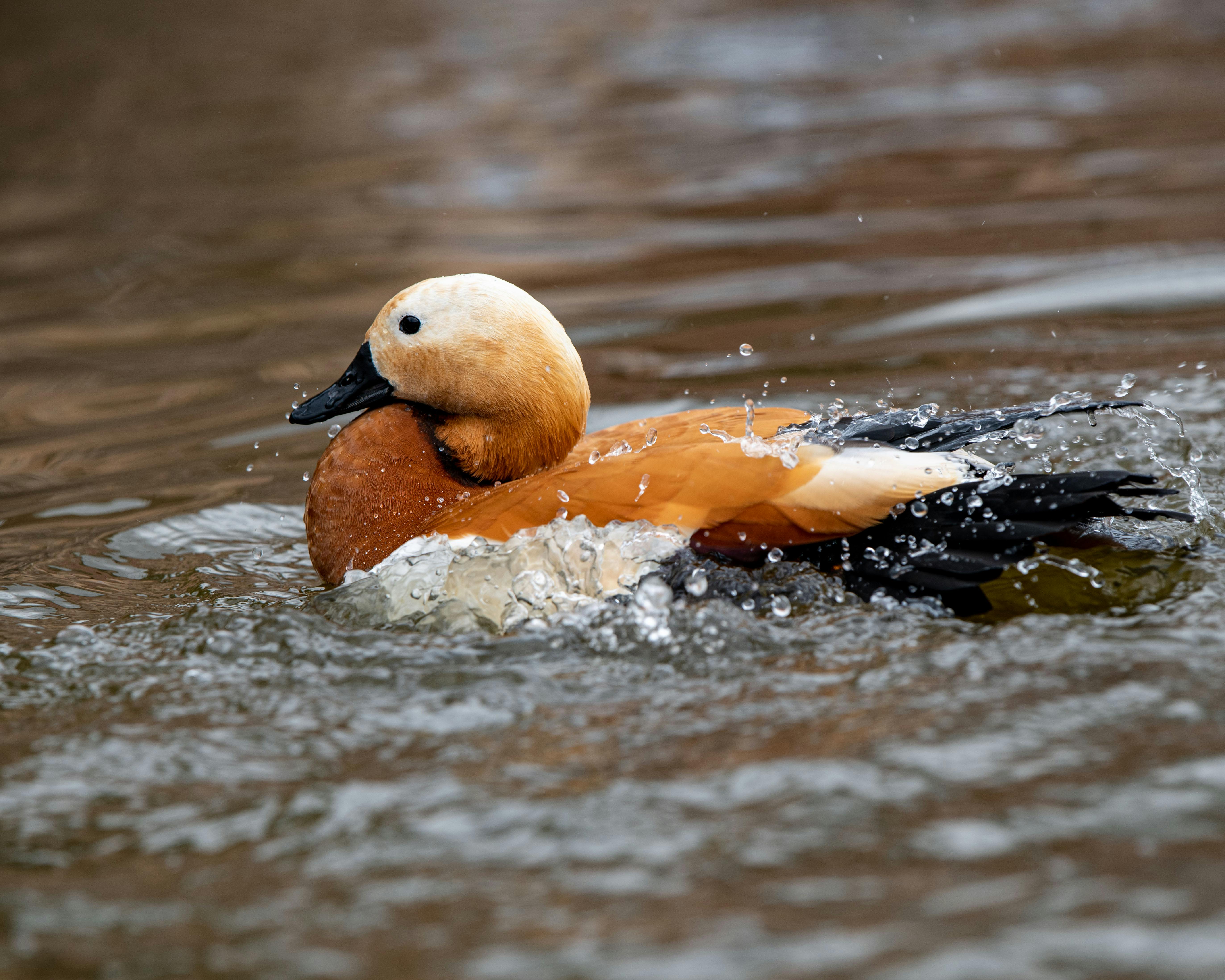 A Ruddy Shelduck on the Water · Free Stock Photo