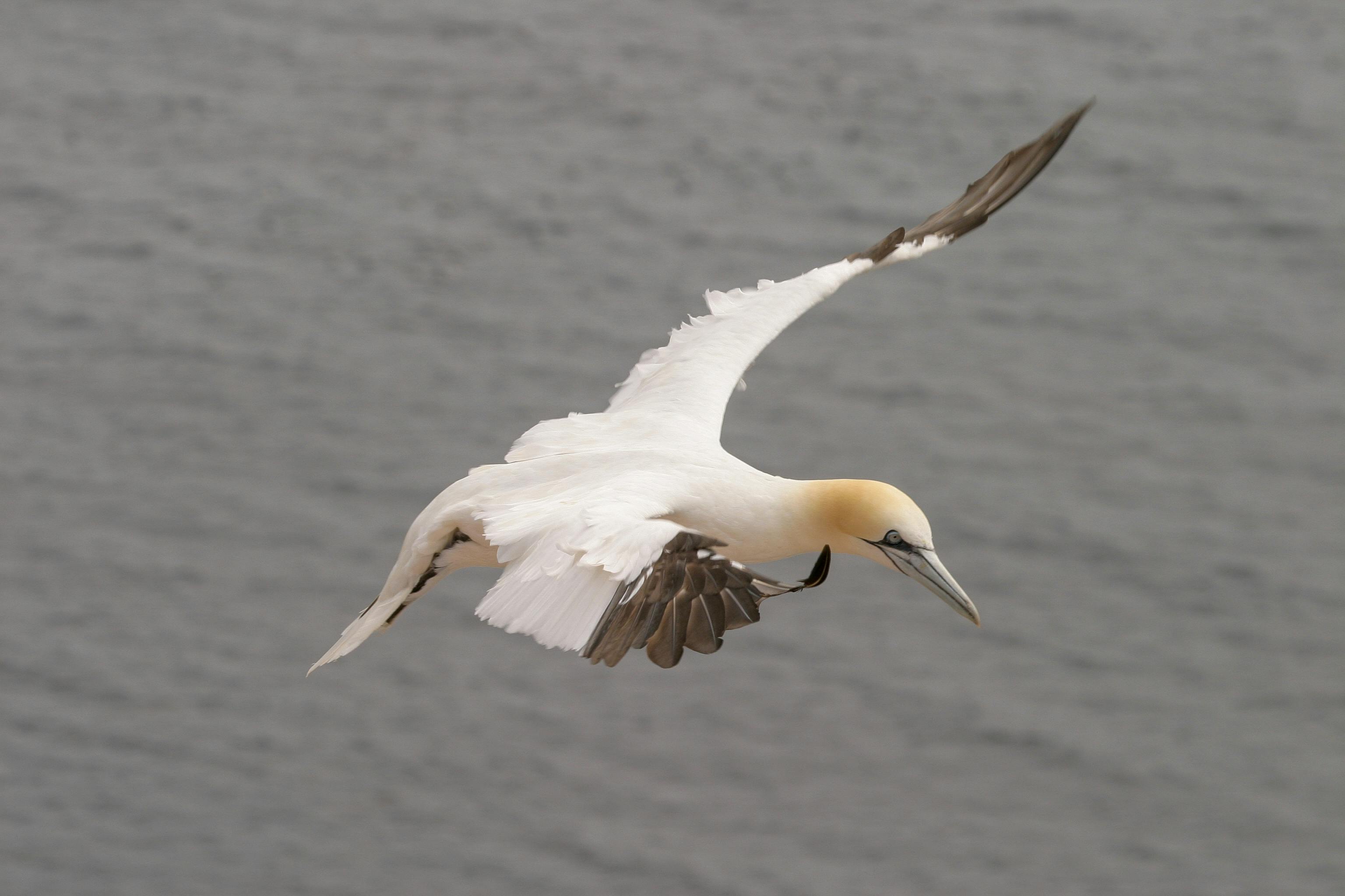 Flock Of White And Black Birds On Ground · Free Stock Photo