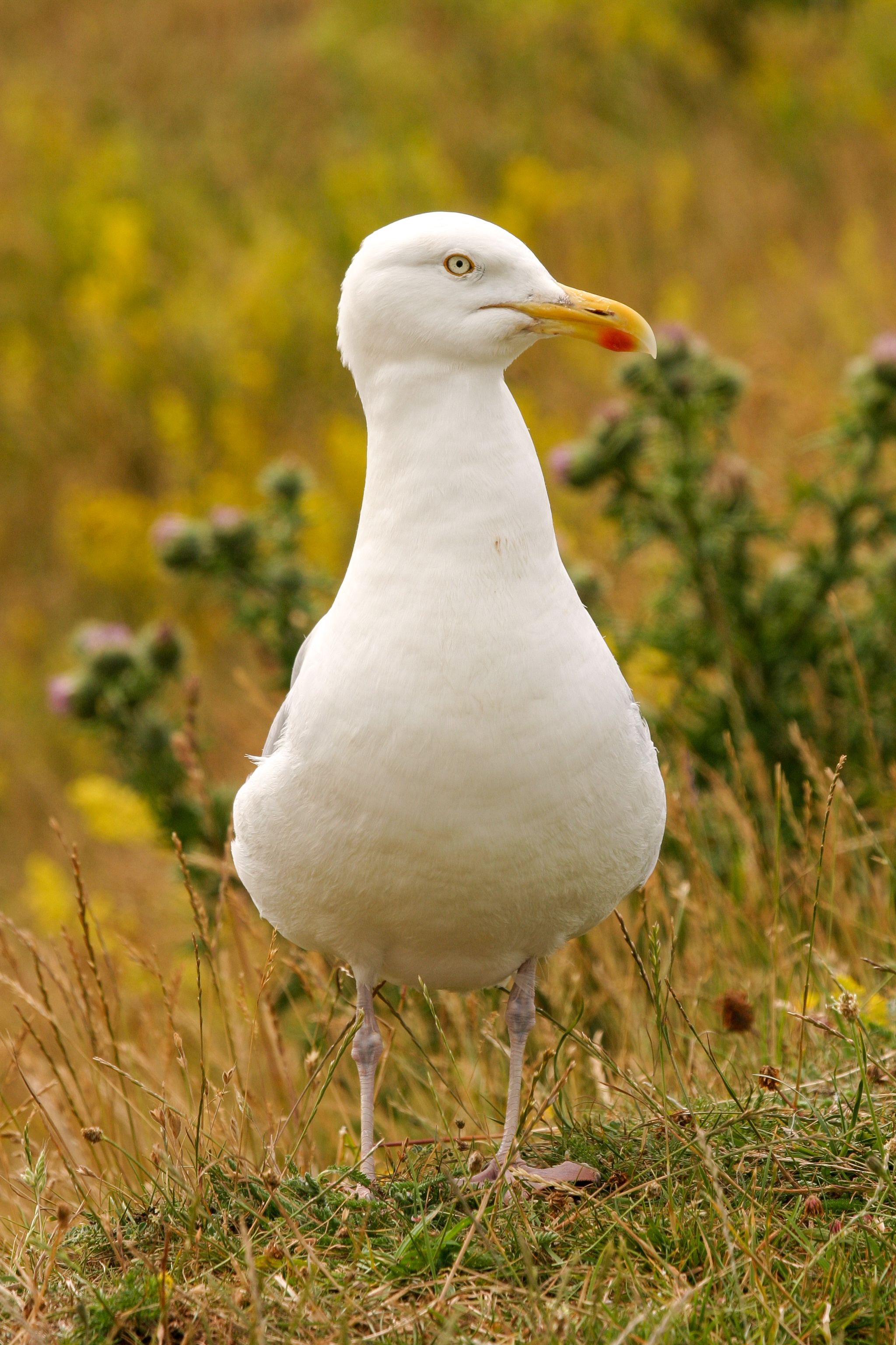 Ring-billed Gull Standing on Rock Grayscale Photography · Free Stock Photo