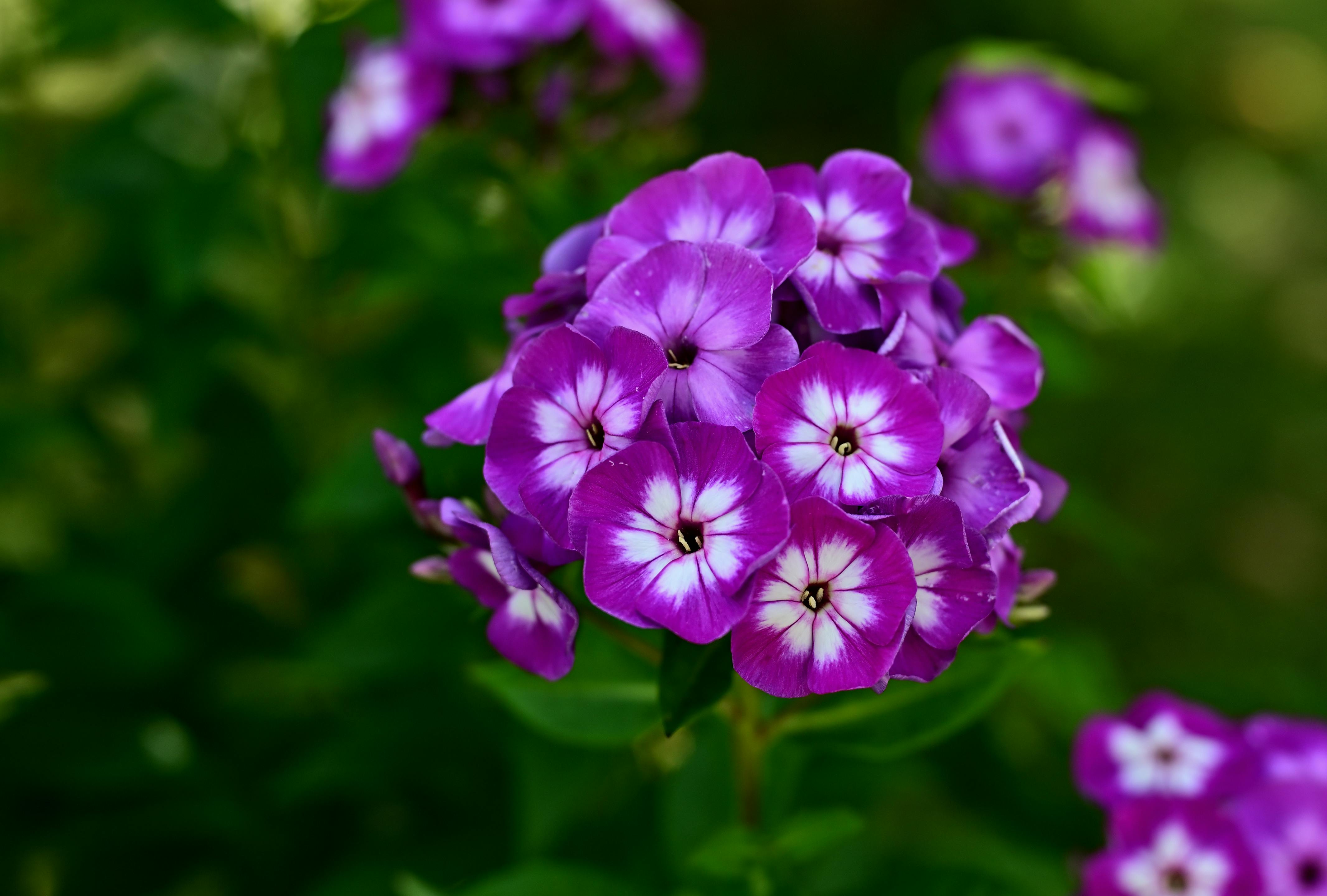 Delicate Purple Flowers In Close Up Photography · Free Stock Photo