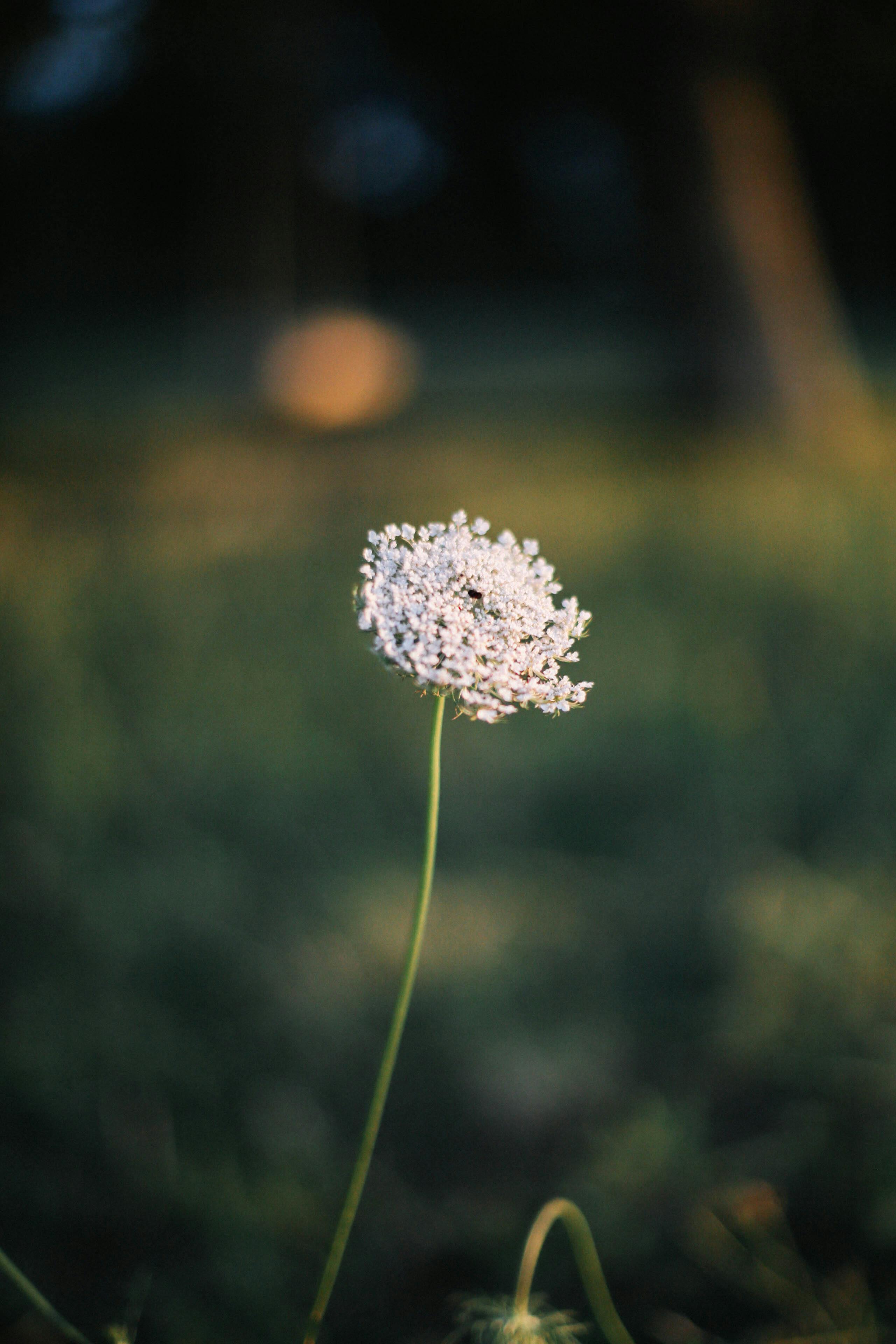 Close-up of Dry Wild Carrot Flowers · Free Stock Photo