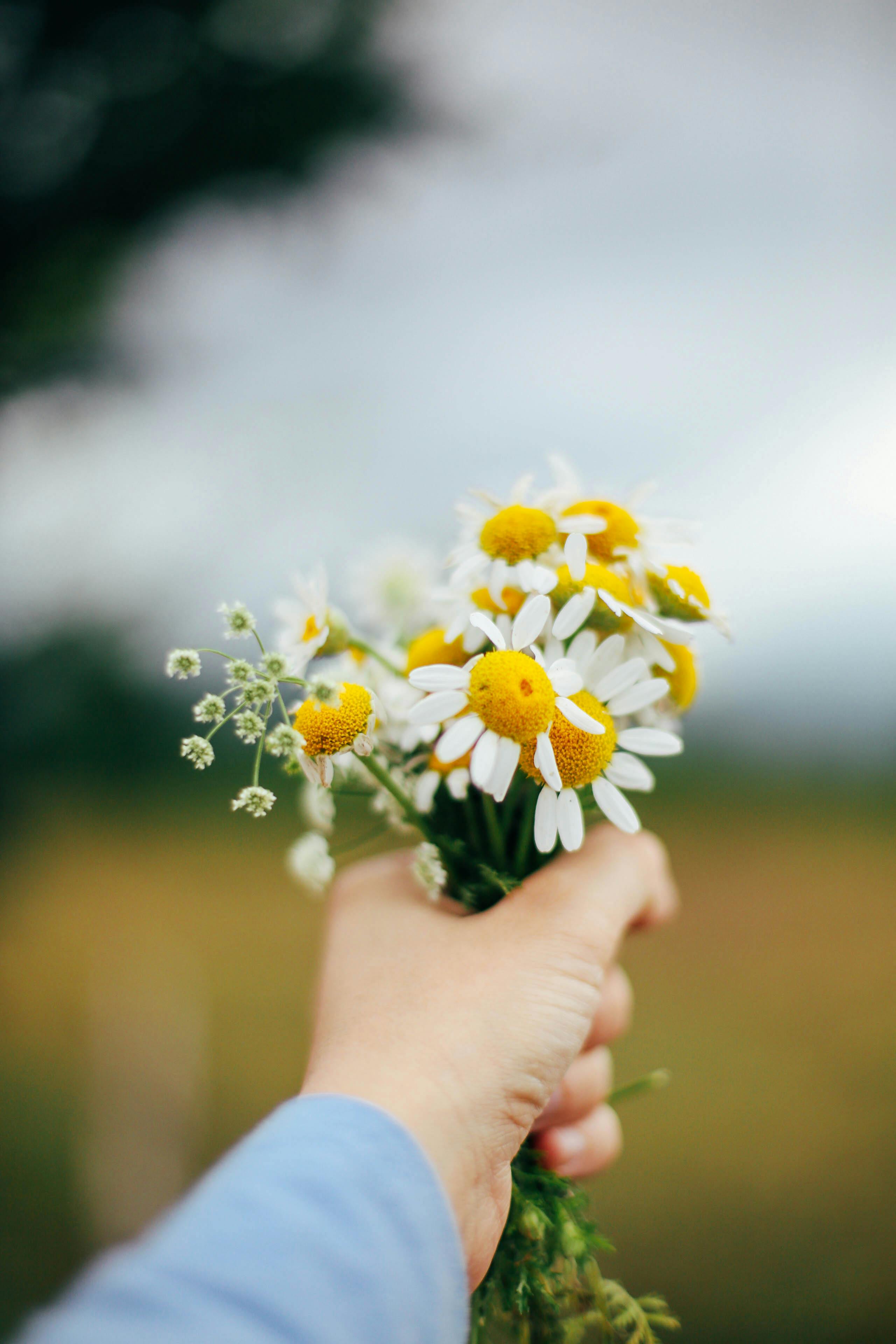 Person Holding White Flowers · Free Stock Photo