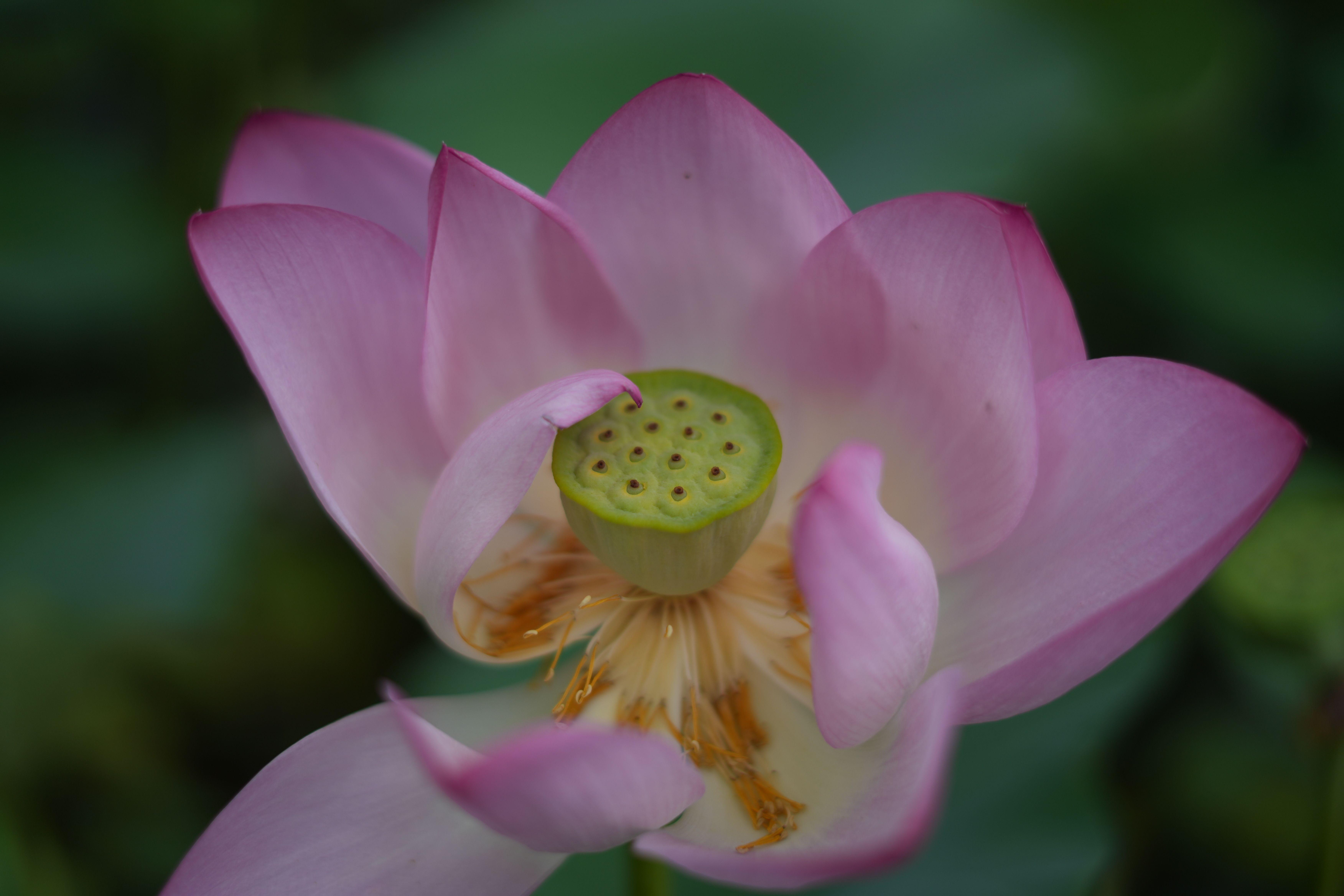 Close Up Photo of Lotus Flower · Free Stock Photo