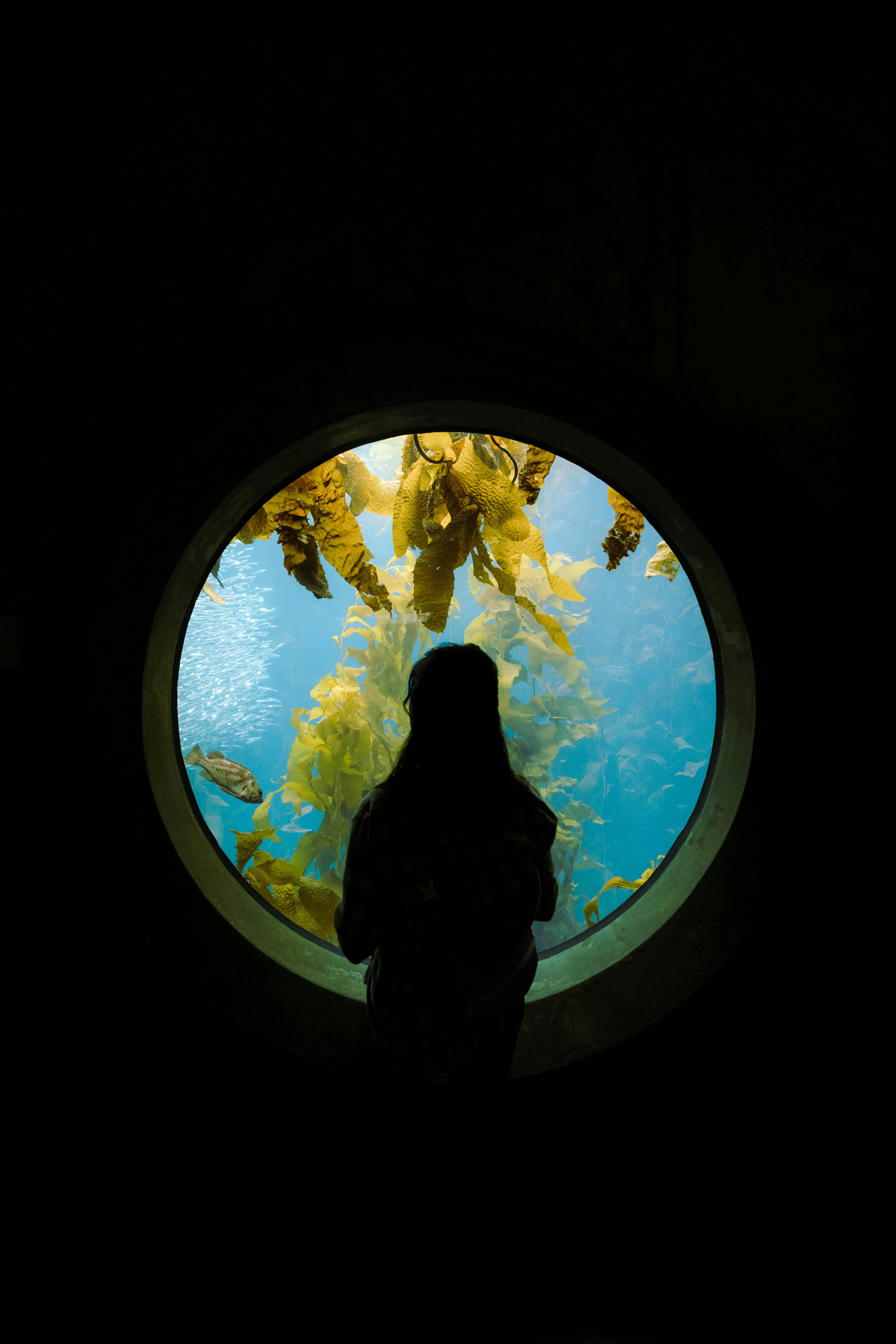 Dark Fish Tank Photos, Download The BEST Free Dark Fish Tank Stock ...