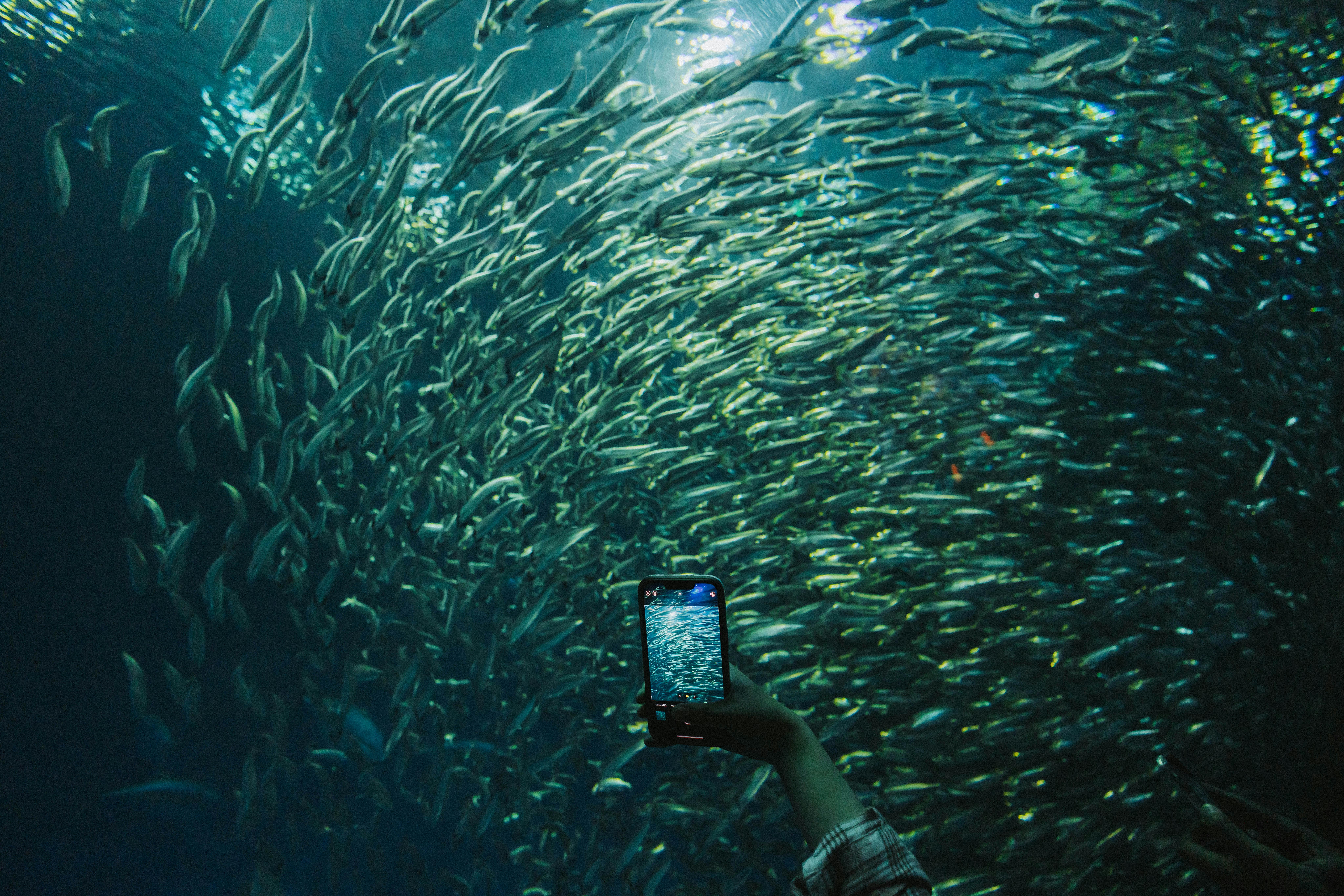 Person Taking a Picture of Fishes · Free Stock Photo