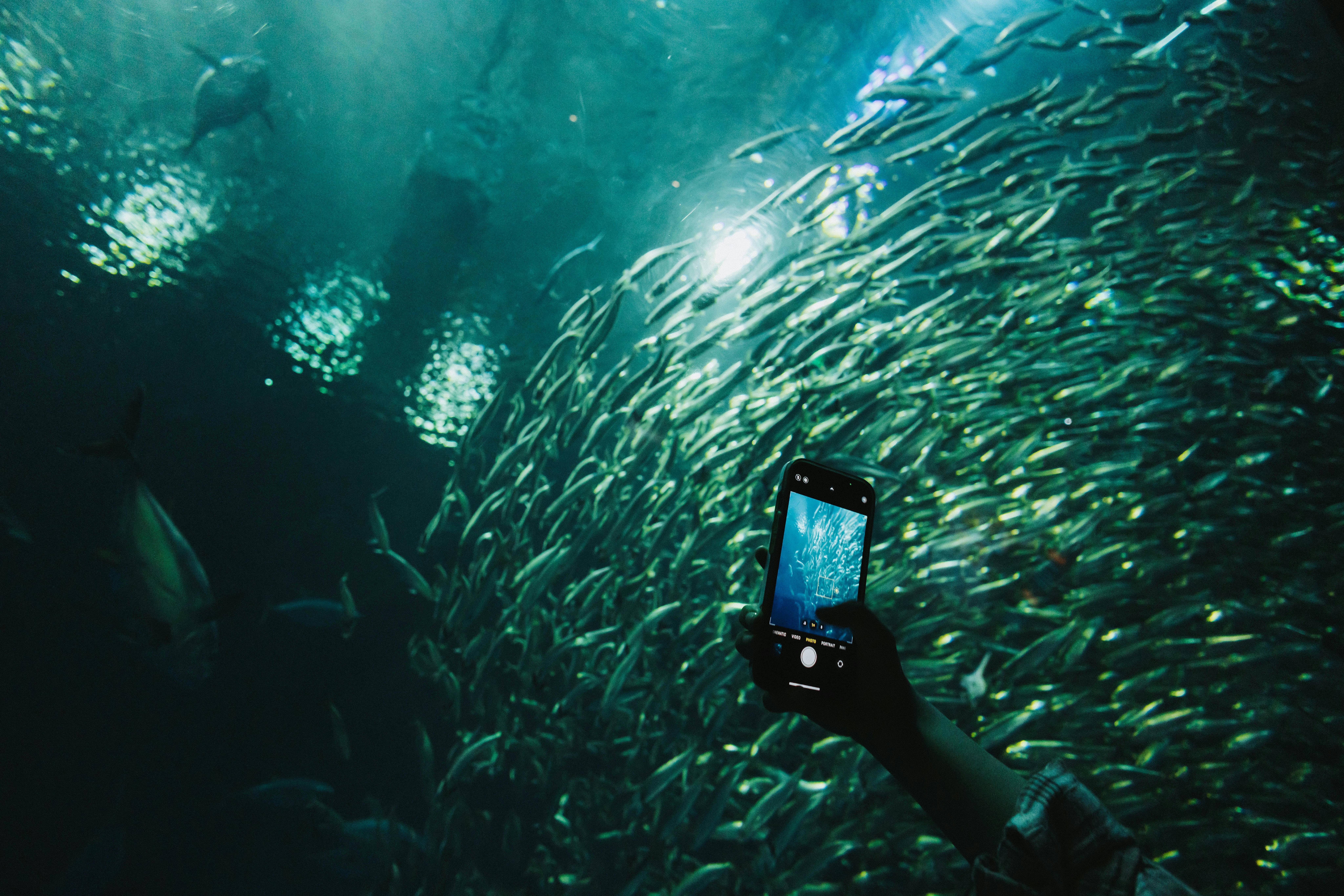 Person Holding Smartphone Taking Photo of a School of Fish · Free Stock ...