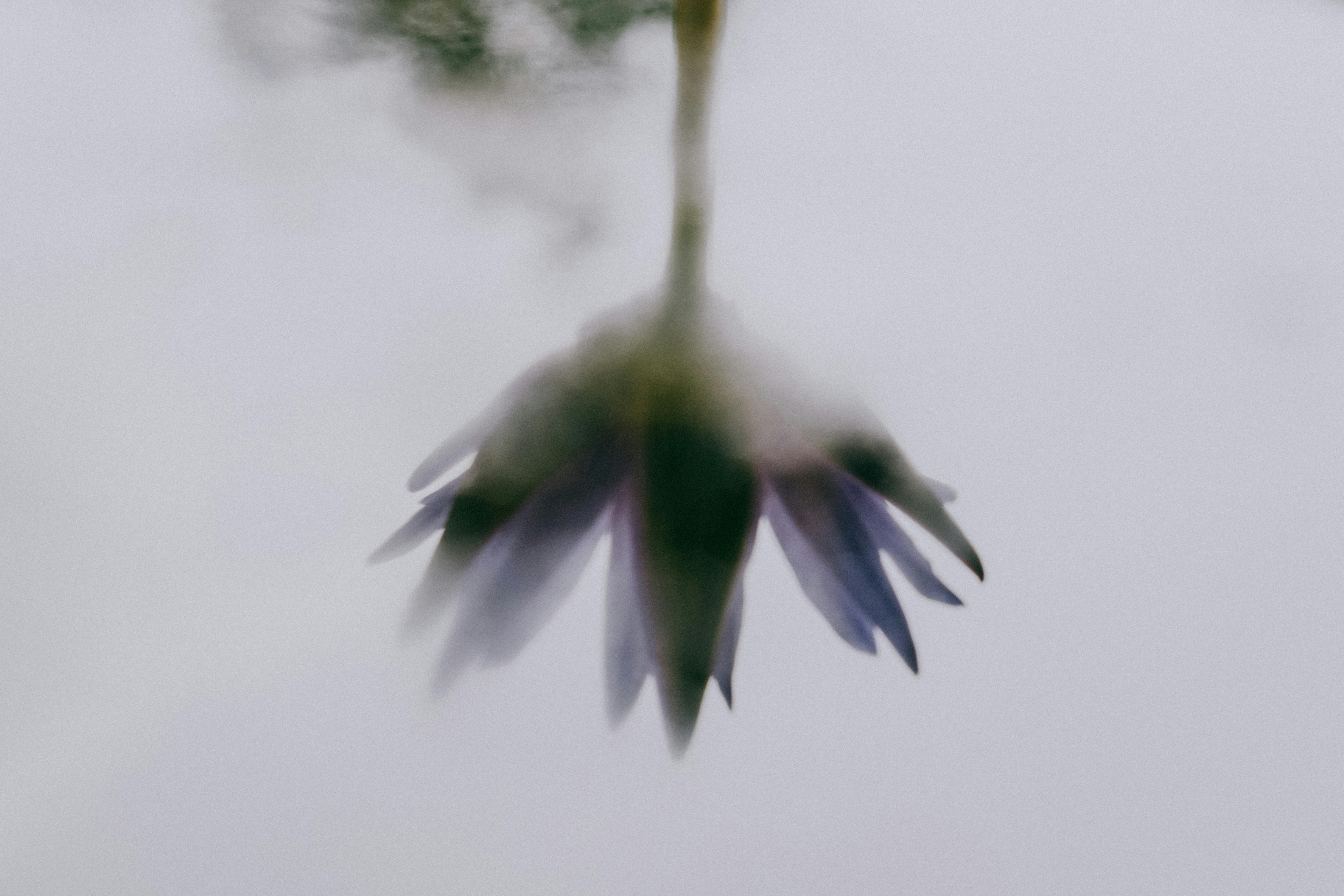 Anger Flower Photos, Download Free Anger Flower Stock Photos & HD Images