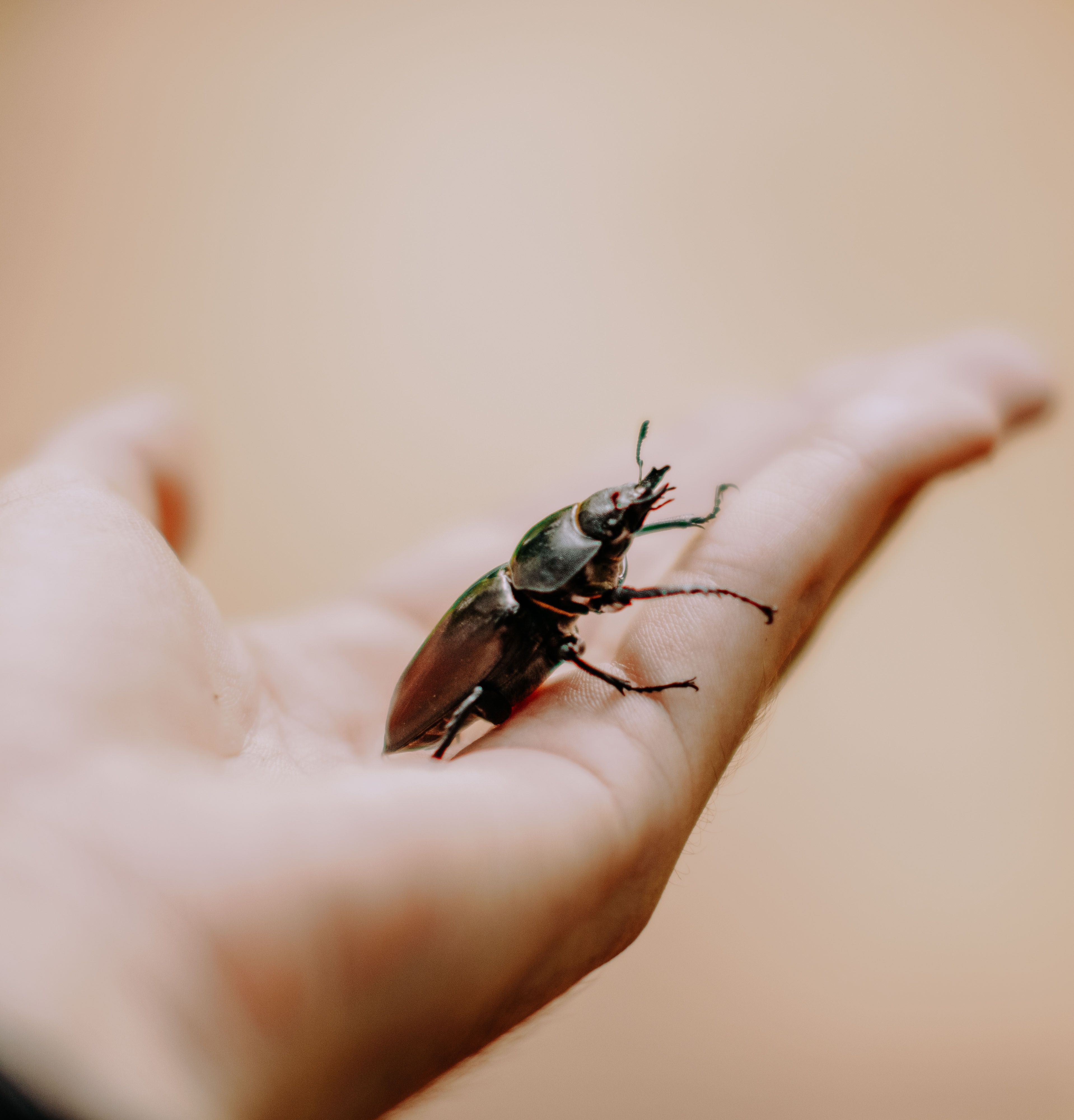 Green Metallic Beetle on Hand · Free Stock Photo