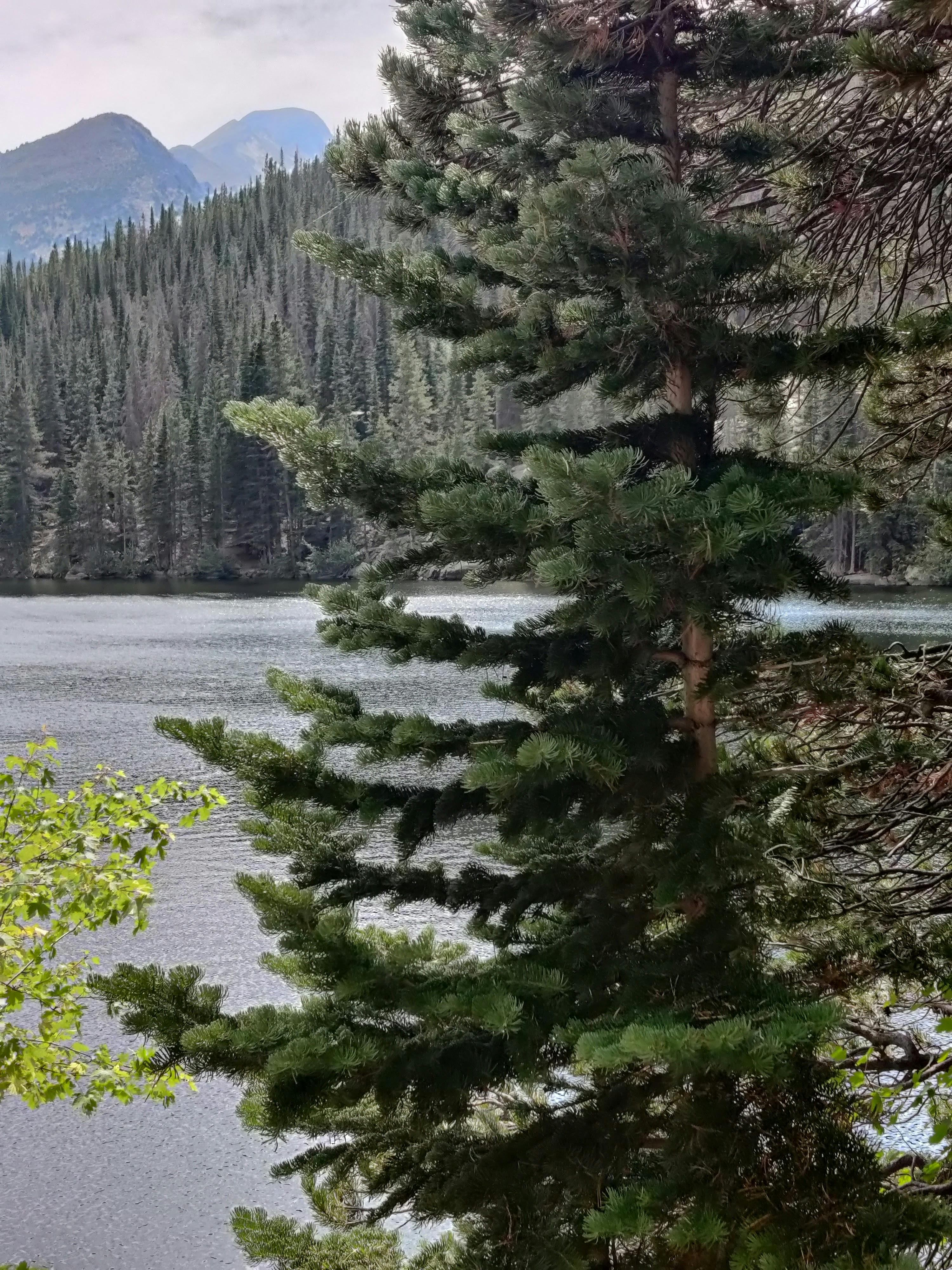 Conifer Tree and Mountain Landscape · Free Stock Photo
