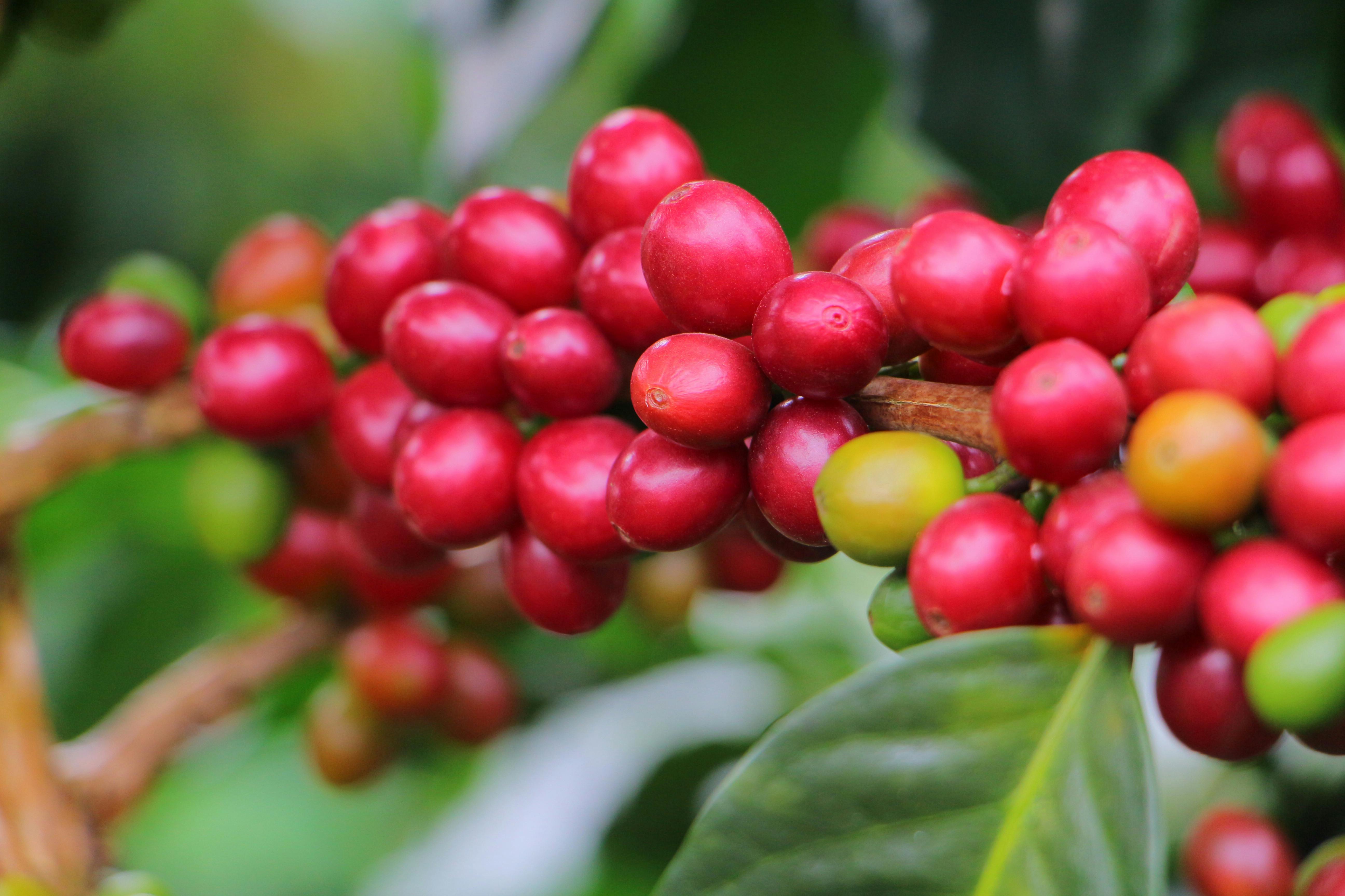 Close up of Coffee Beans · Free Stock Photo