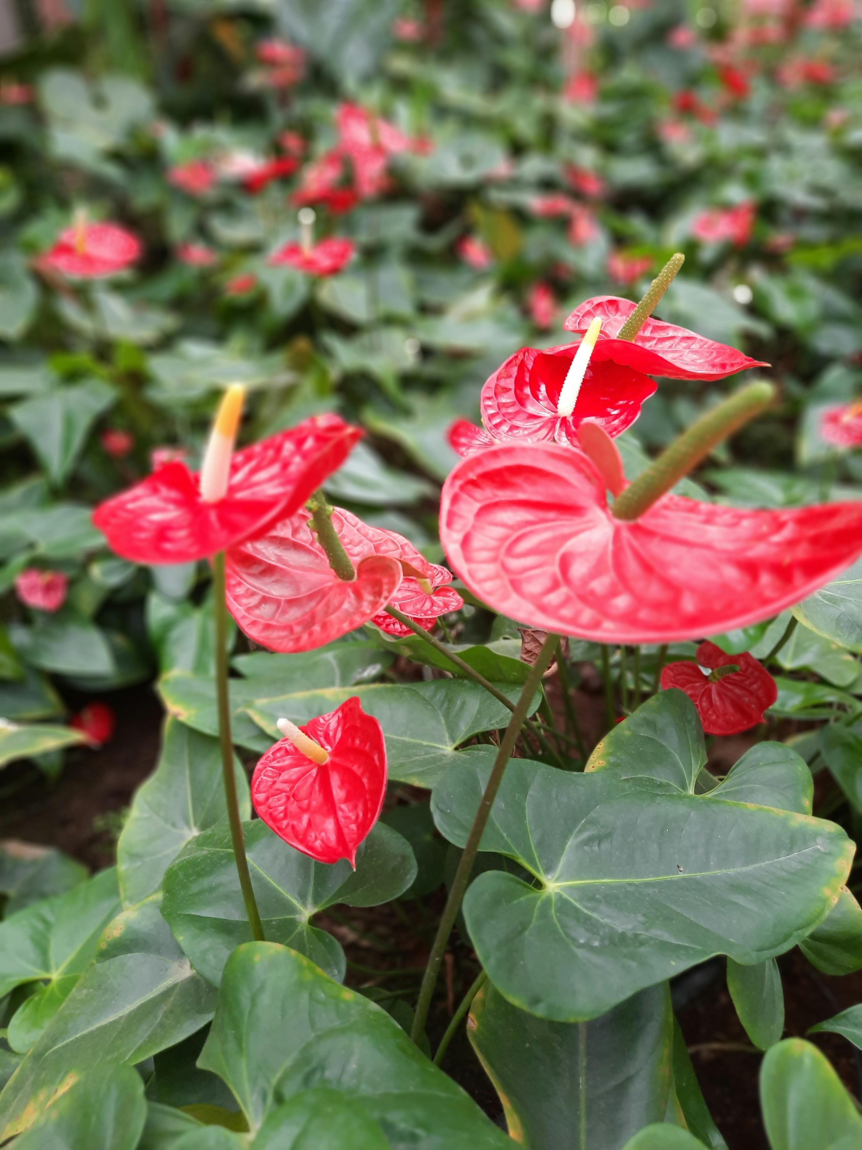 Anthurium Flowers Blooming in Garden · Free Stock Photo