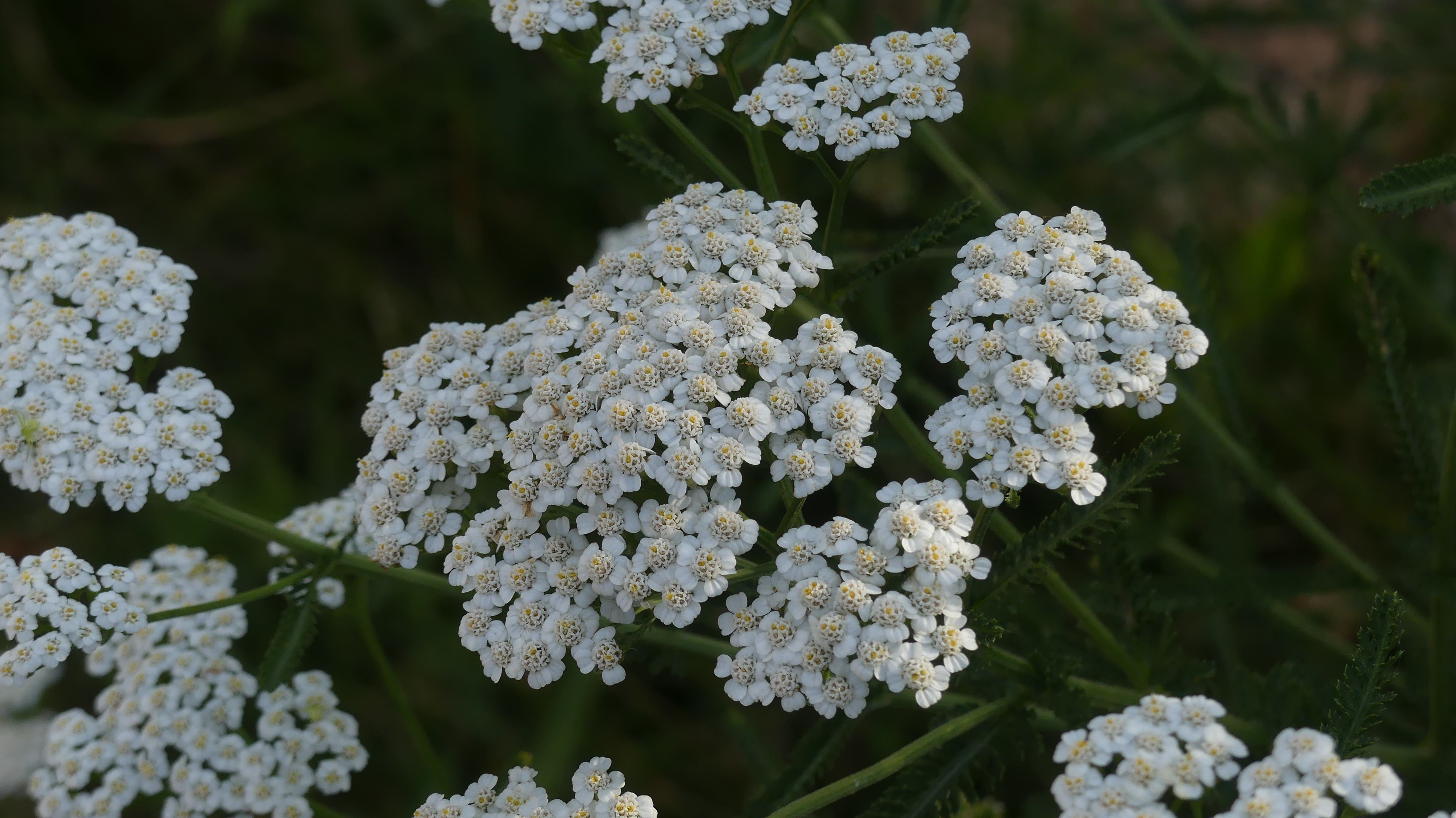 Photo of White Flowers · Free Stock Photo