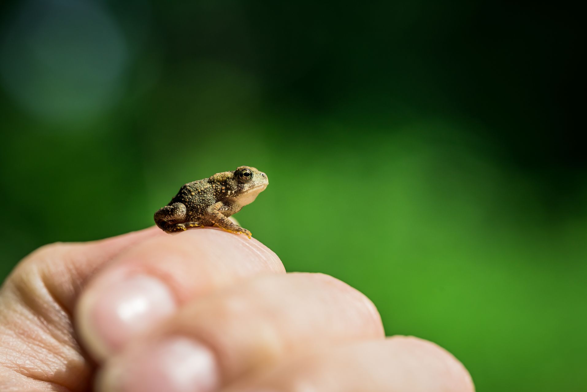 Dwarf African Frogs Tank Setup and Care Tips for Beginners
