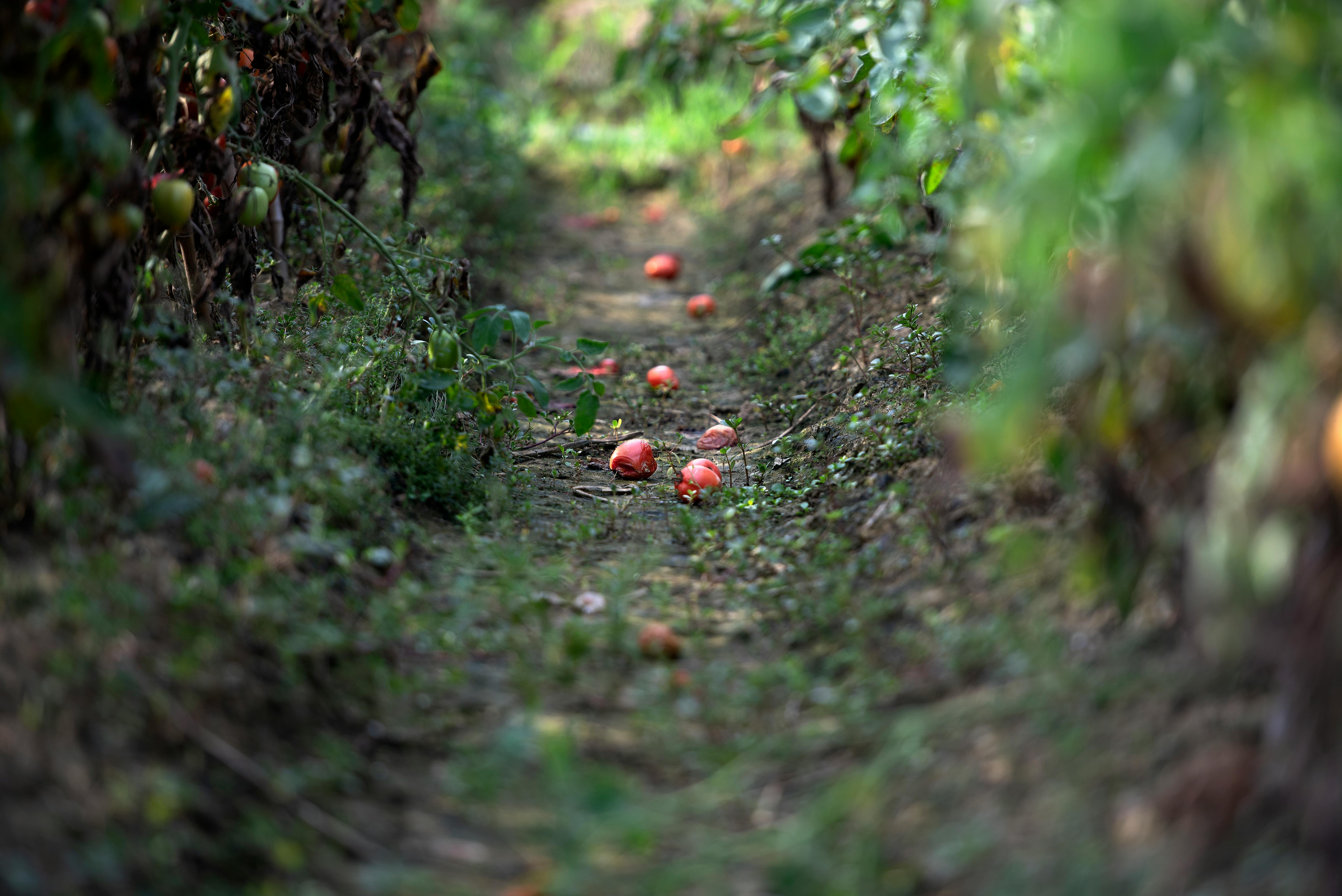 Rotten Tomatoes on Path in Yard · Free Stock Photo
