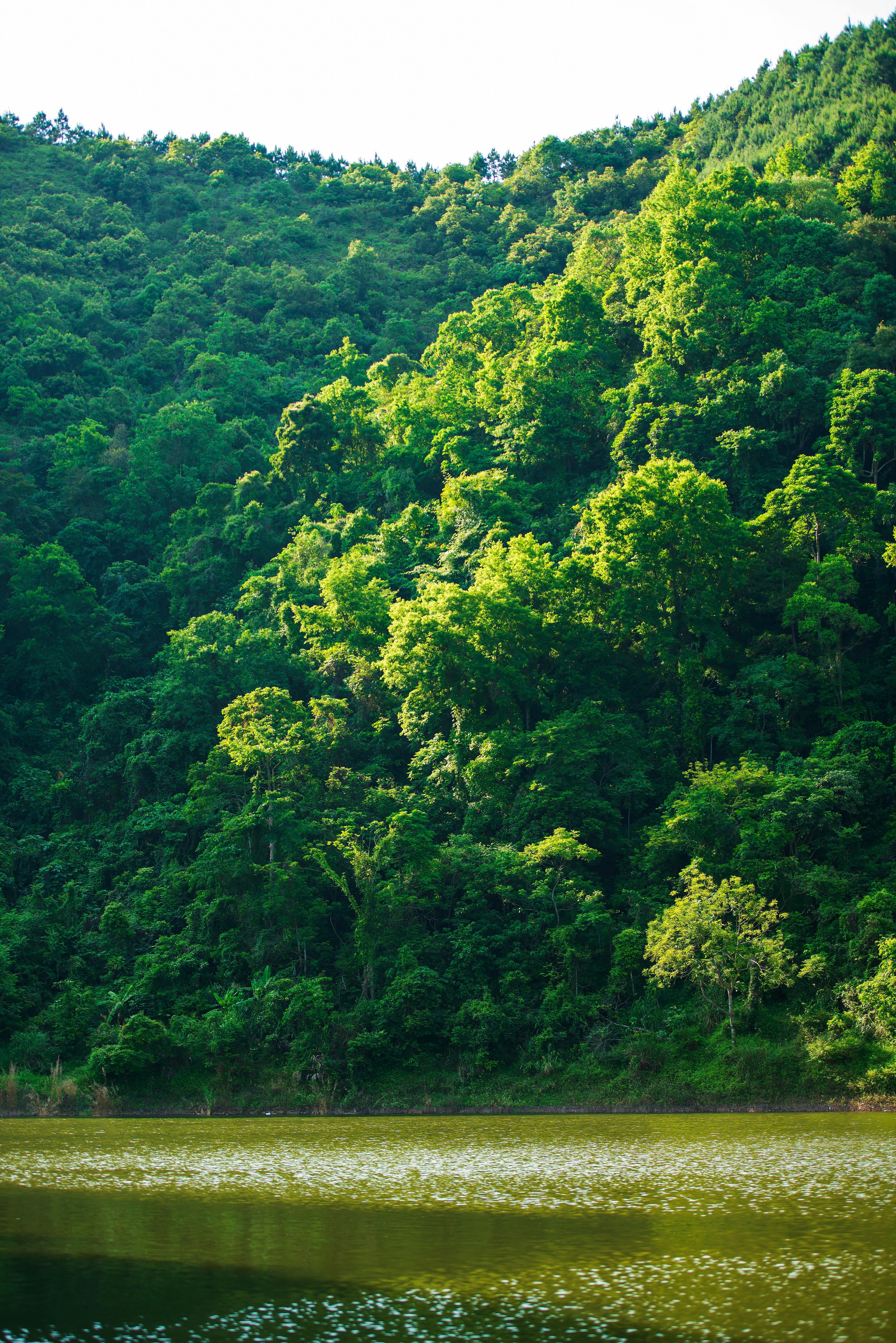 Green Trees Along a Body of Water · Free Stock Photo