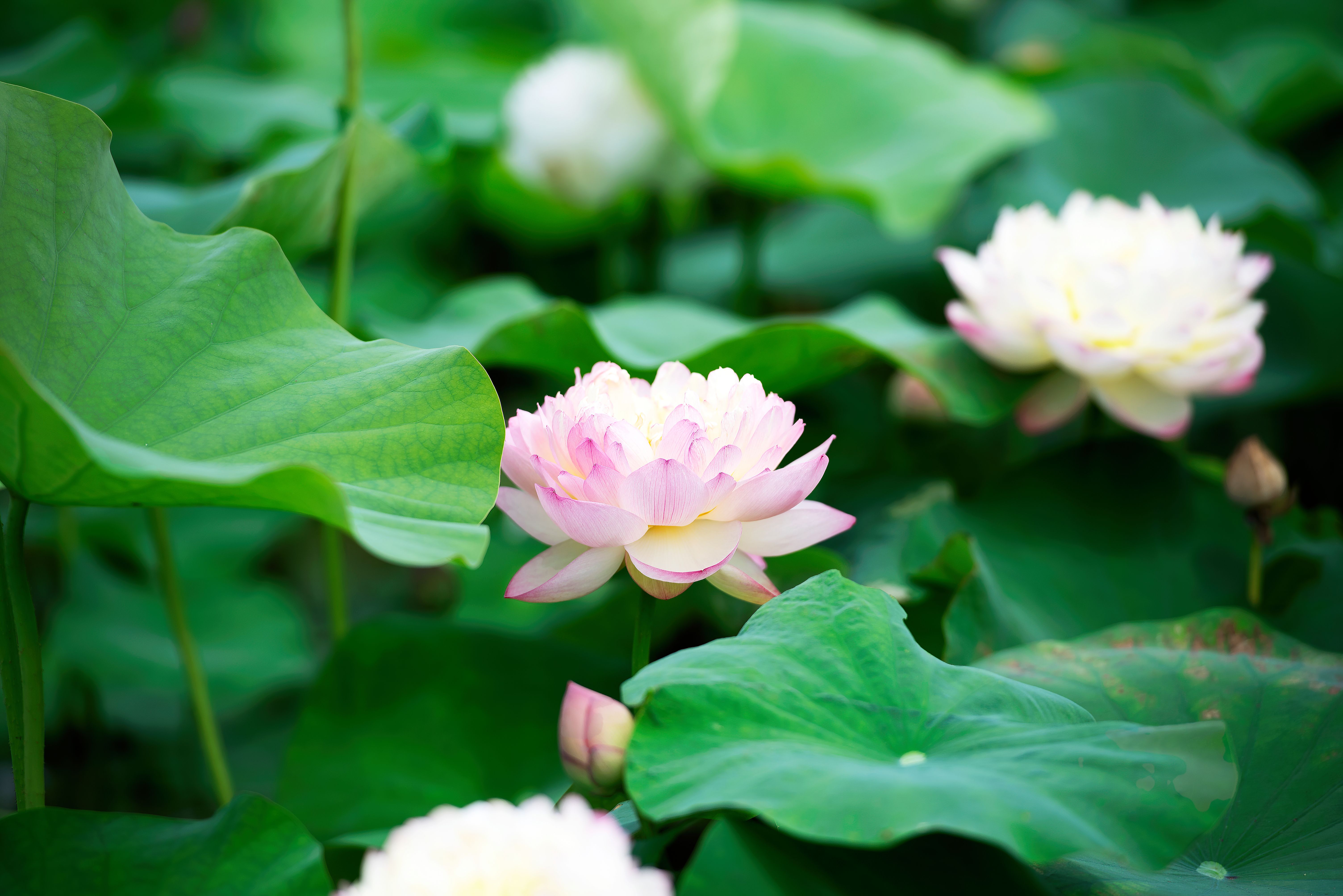 Indian Lotus Flowers in Bloom · Free Stock Photo