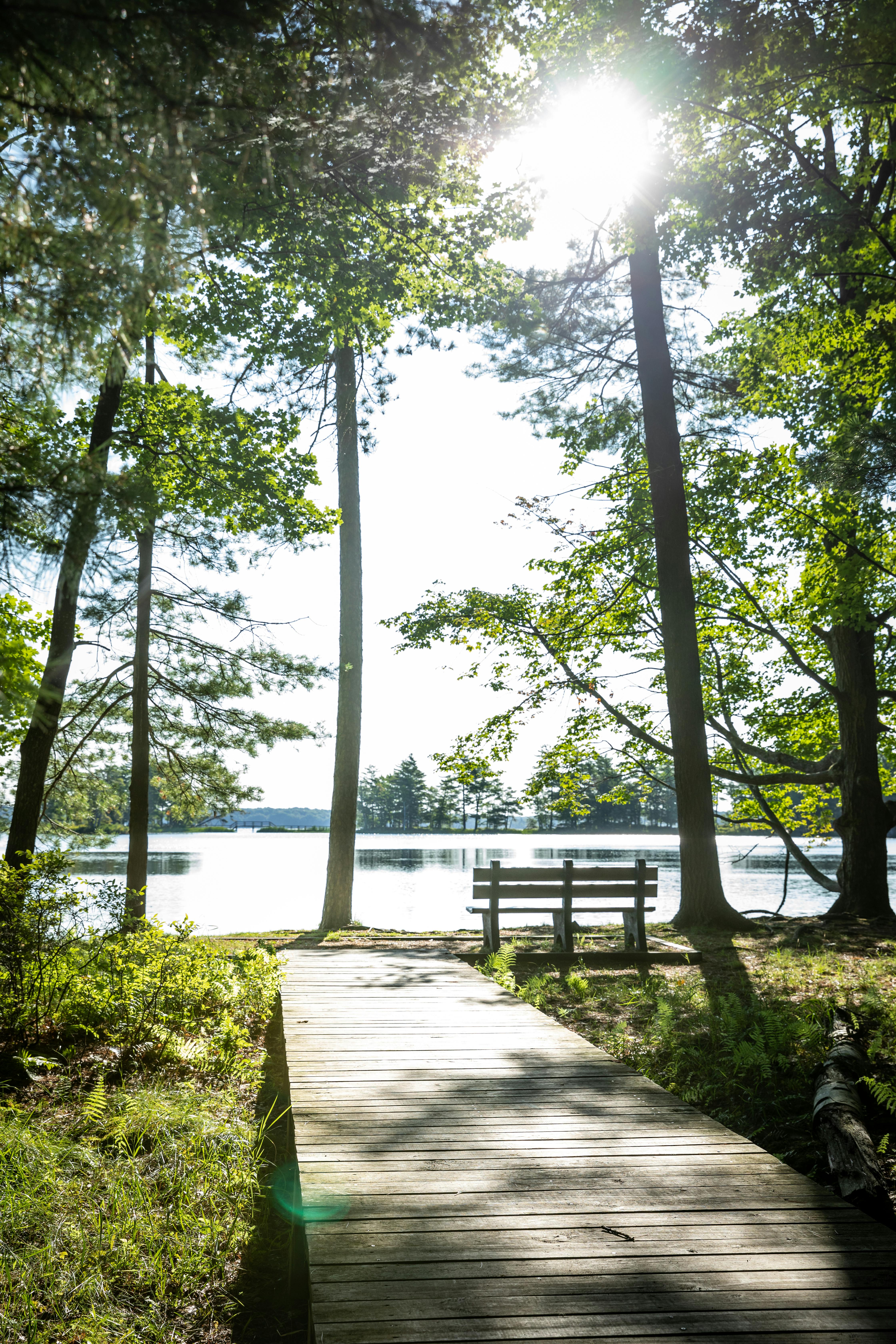 Brown Wooden Dock Near Green Trees and Lake · Free Stock Photo
