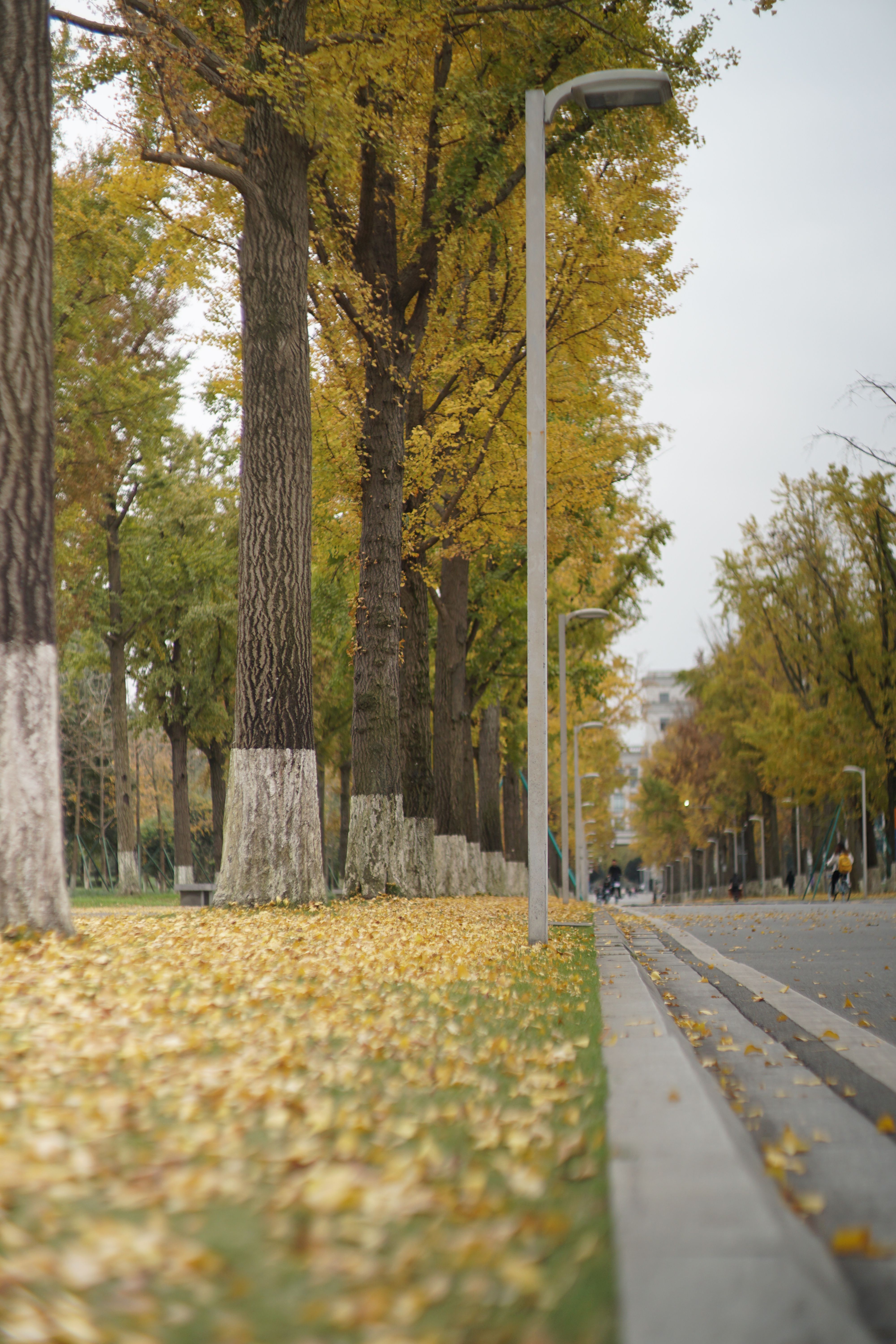 Trees by the Pavement · Free Stock Photo