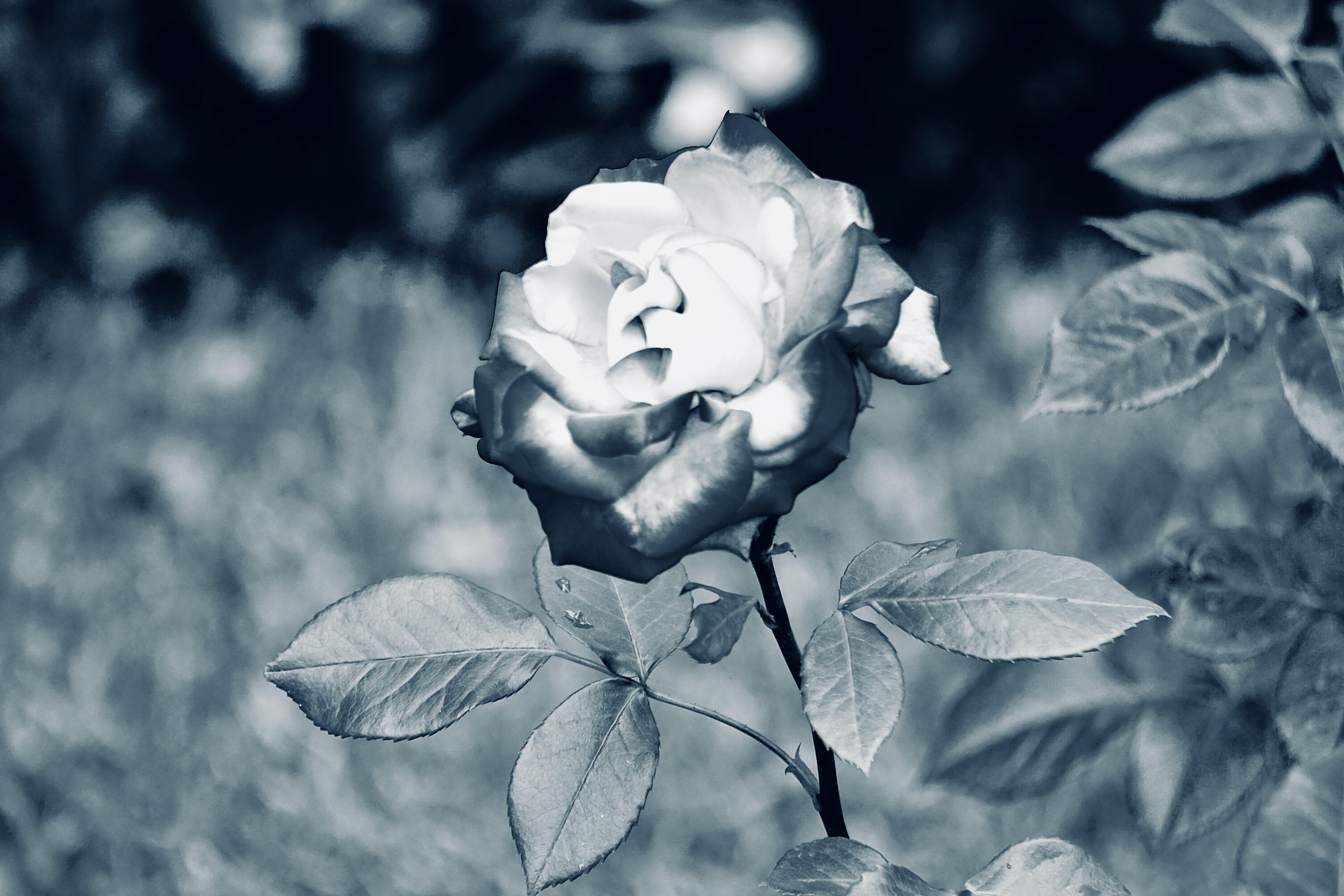 Grayscale Photo of Petaled Flower · Free Stock Photo