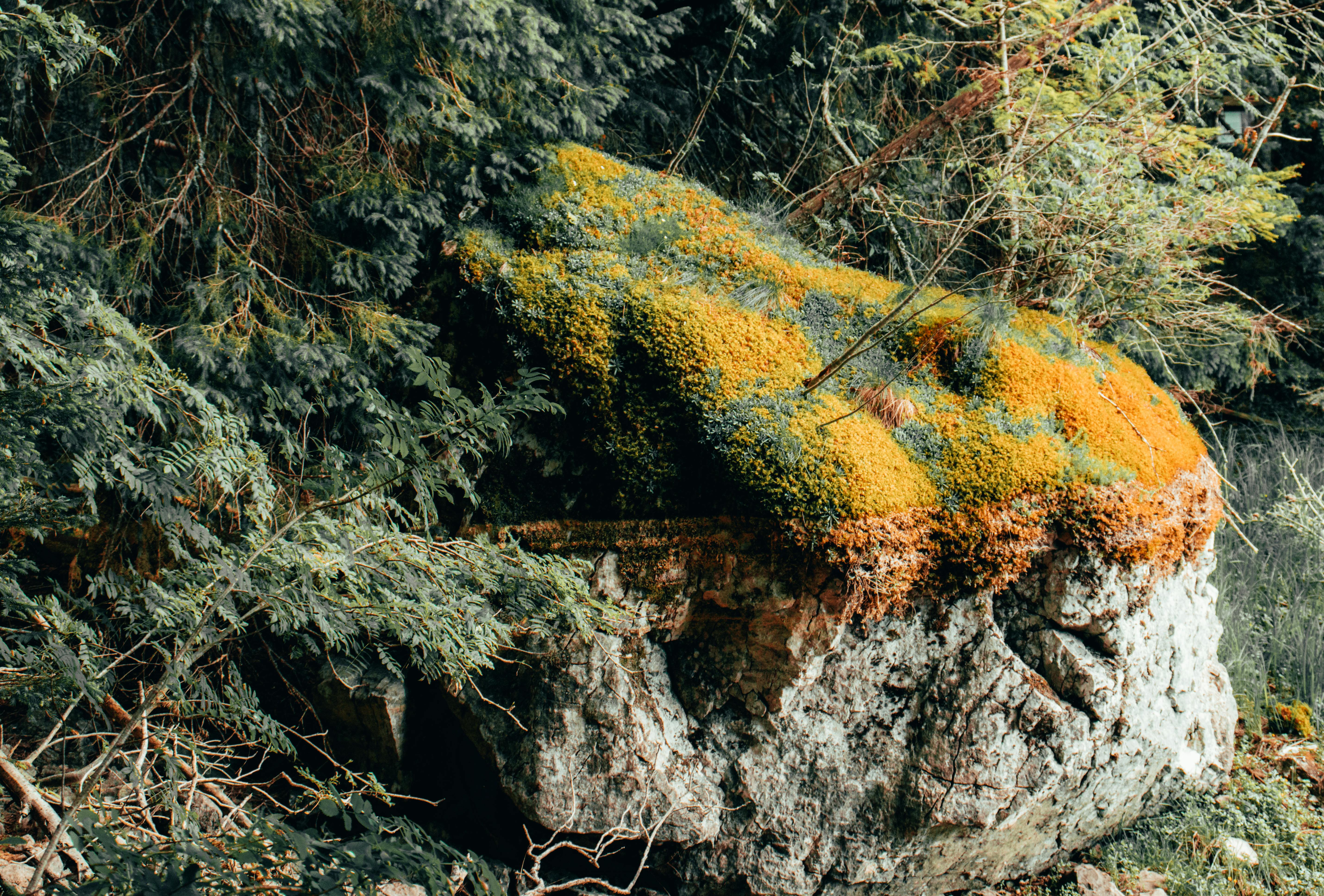 Moss Covered Rock Formation in a Forest · Free Stock Photo