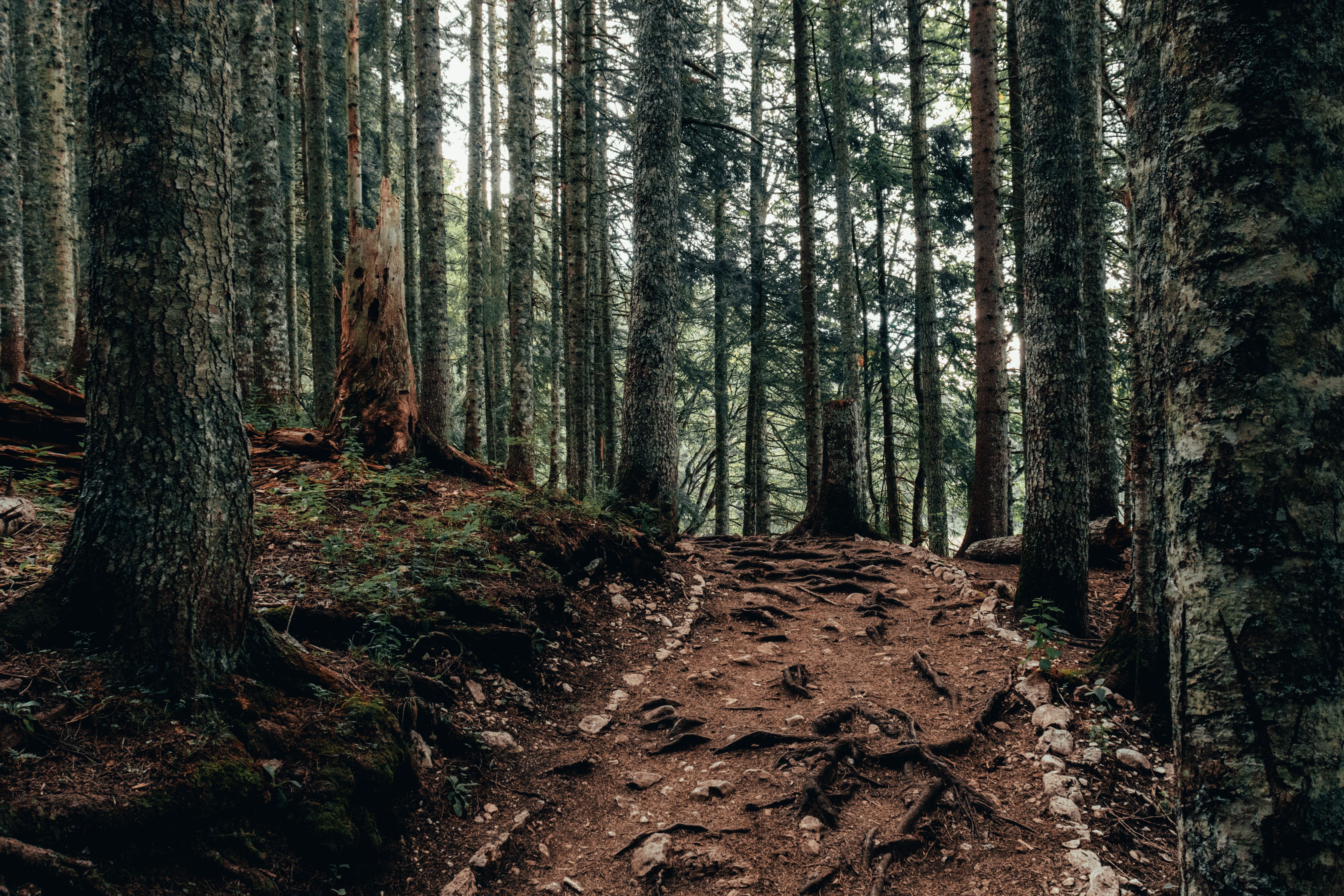 A Trail Between Trees in the Forest · Free Stock Photo