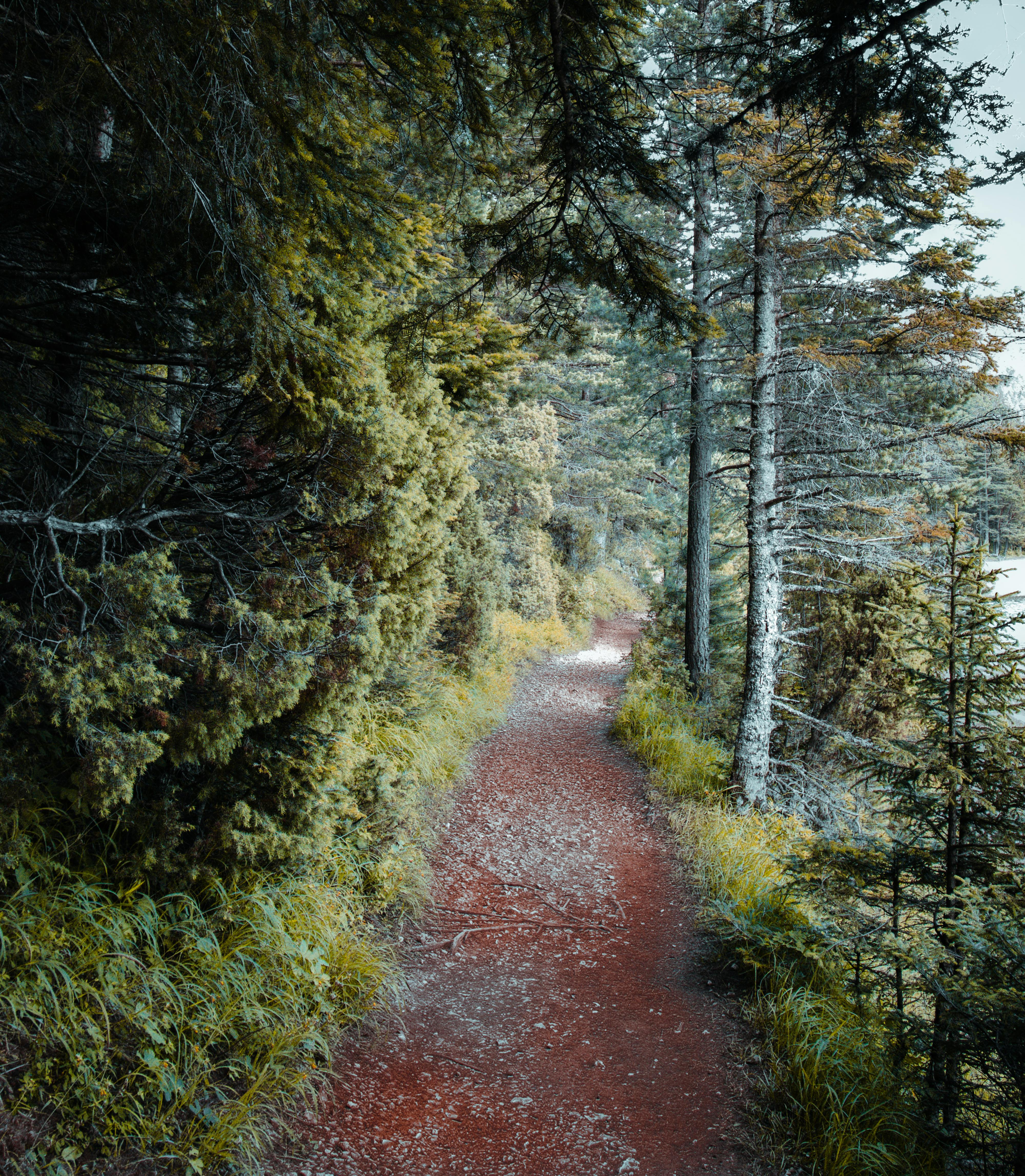 Pathway in a Forest · Free Stock Photo