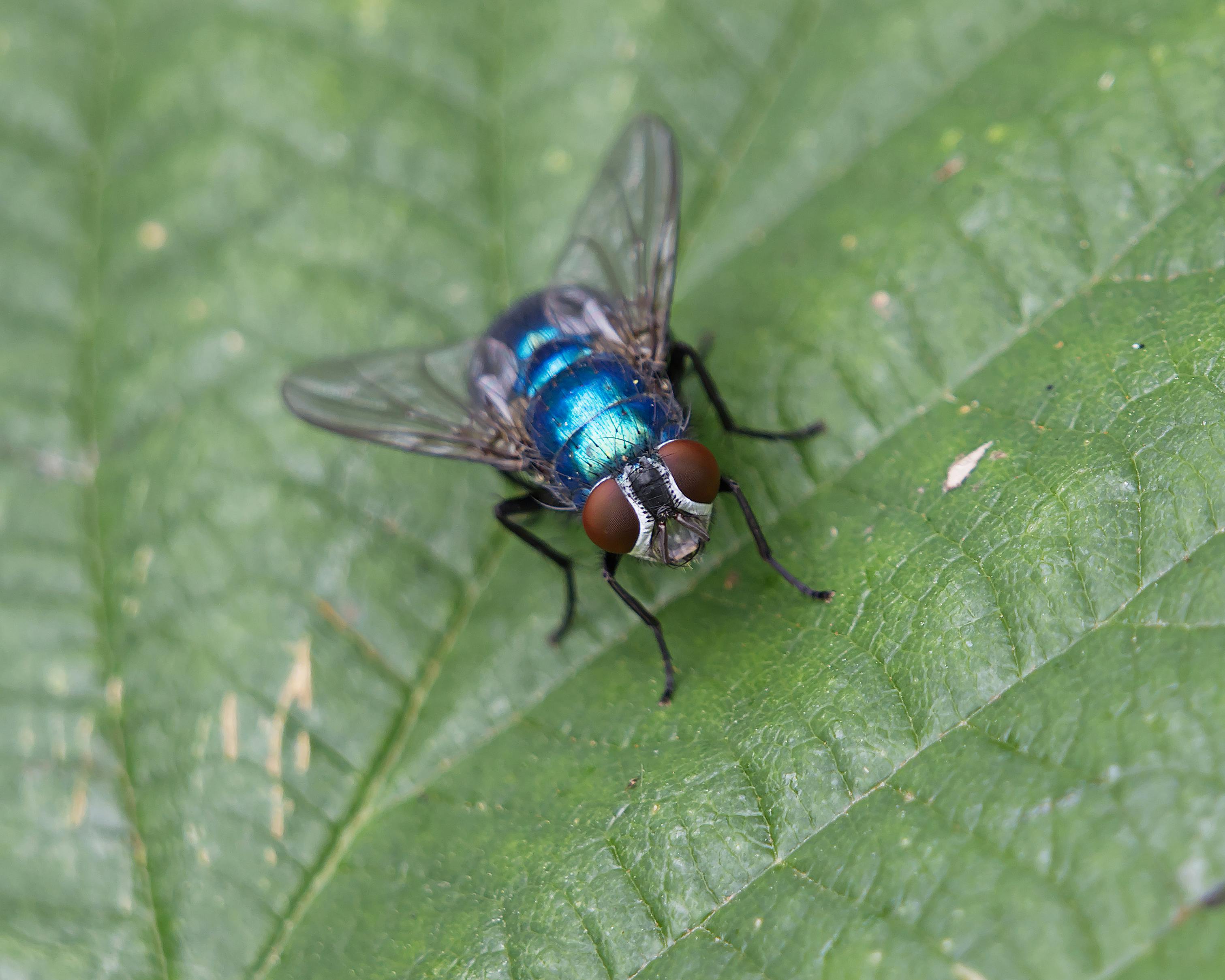 A Close-up Shot of a Blue Bottle Fly on Green Leaf · Free Stock Photo