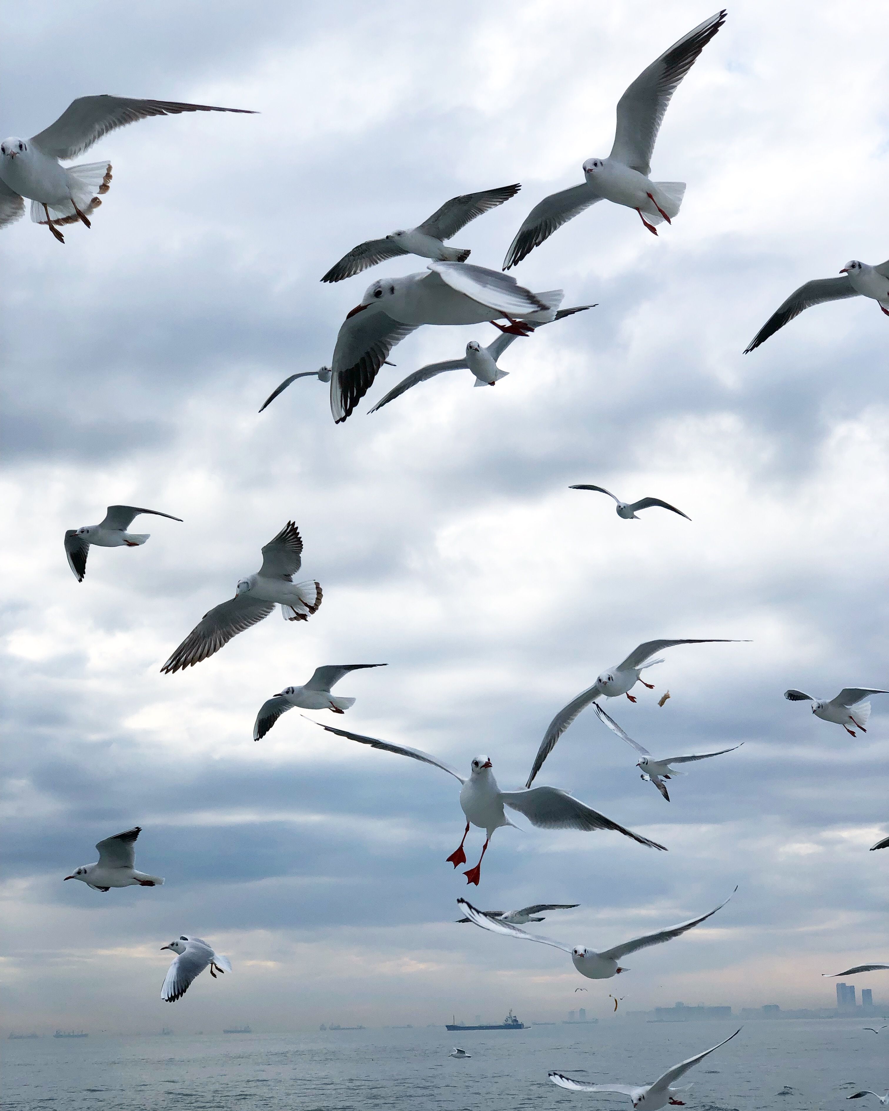 Vogelschwarm Fliegt In Den Himmel · Kostenloses Stock-Foto
