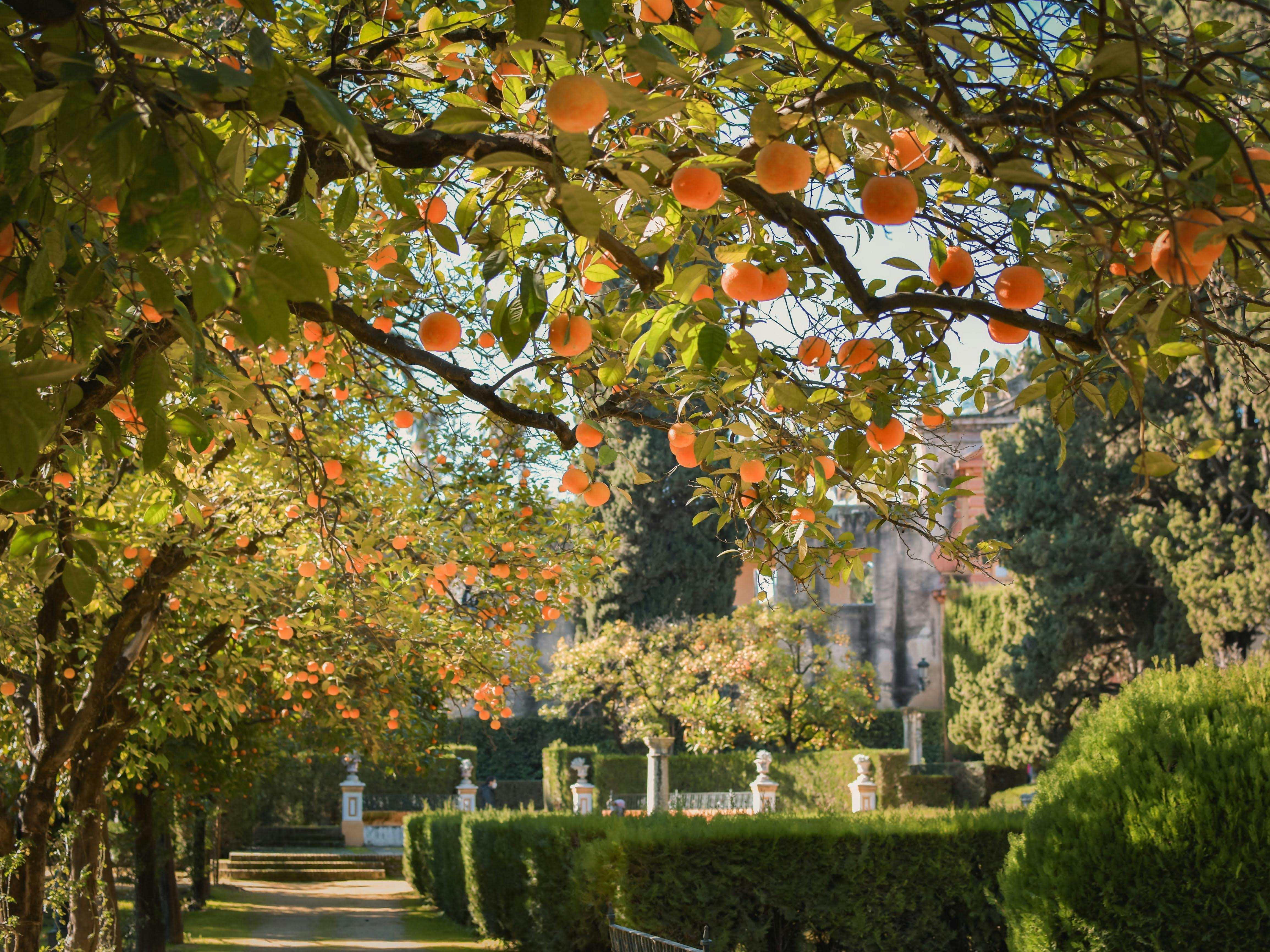 Green Trees Growing in Beautiful Garden · Free Stock Photo