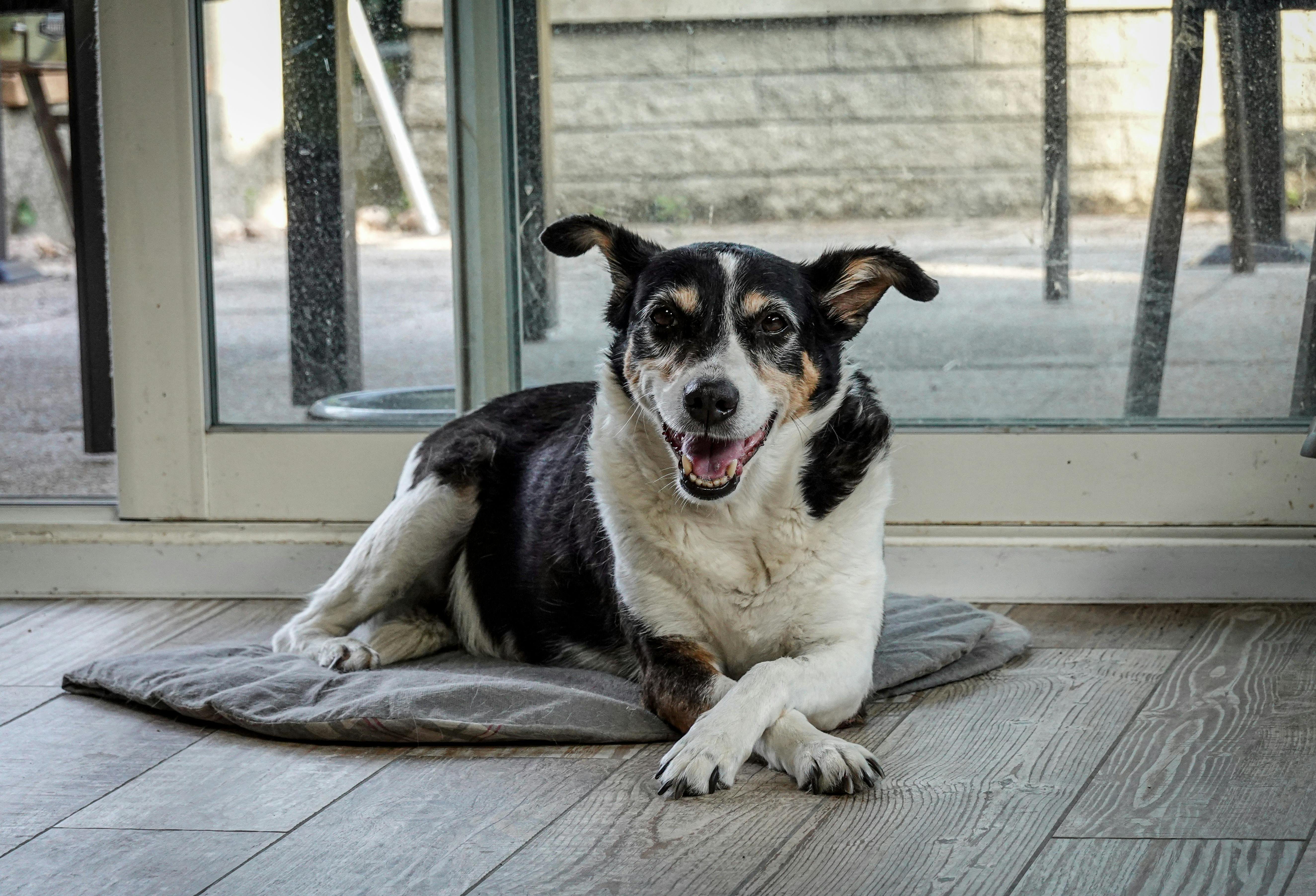 Paw Crossed Photos, Download The BEST Free Paw Crossed Stock Photos ...