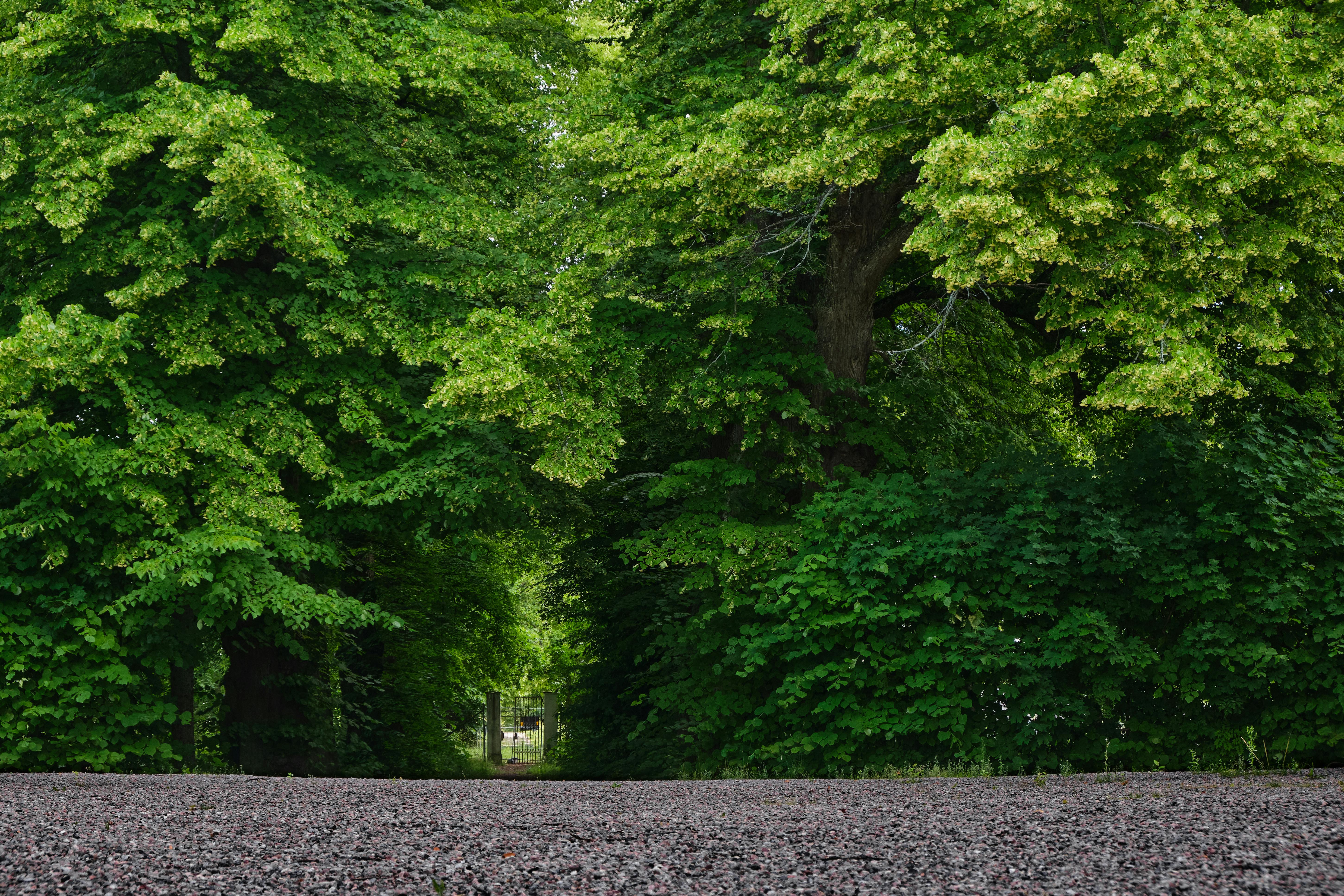 Distorted Photo of Trees · Free Stock Photo