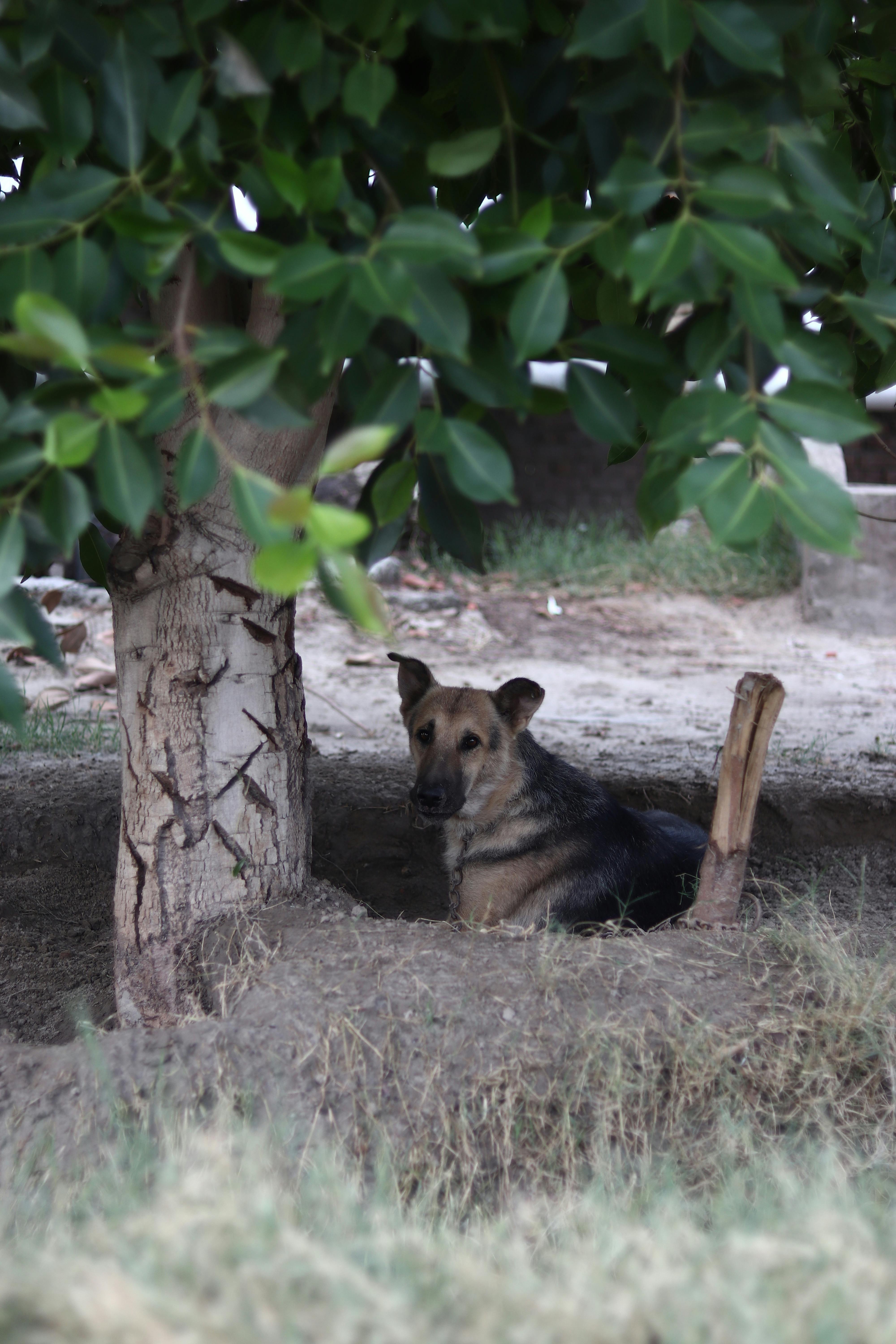 Cowering Dog Photos, Download The BEST Free Cowering Dog Stock Photos ...