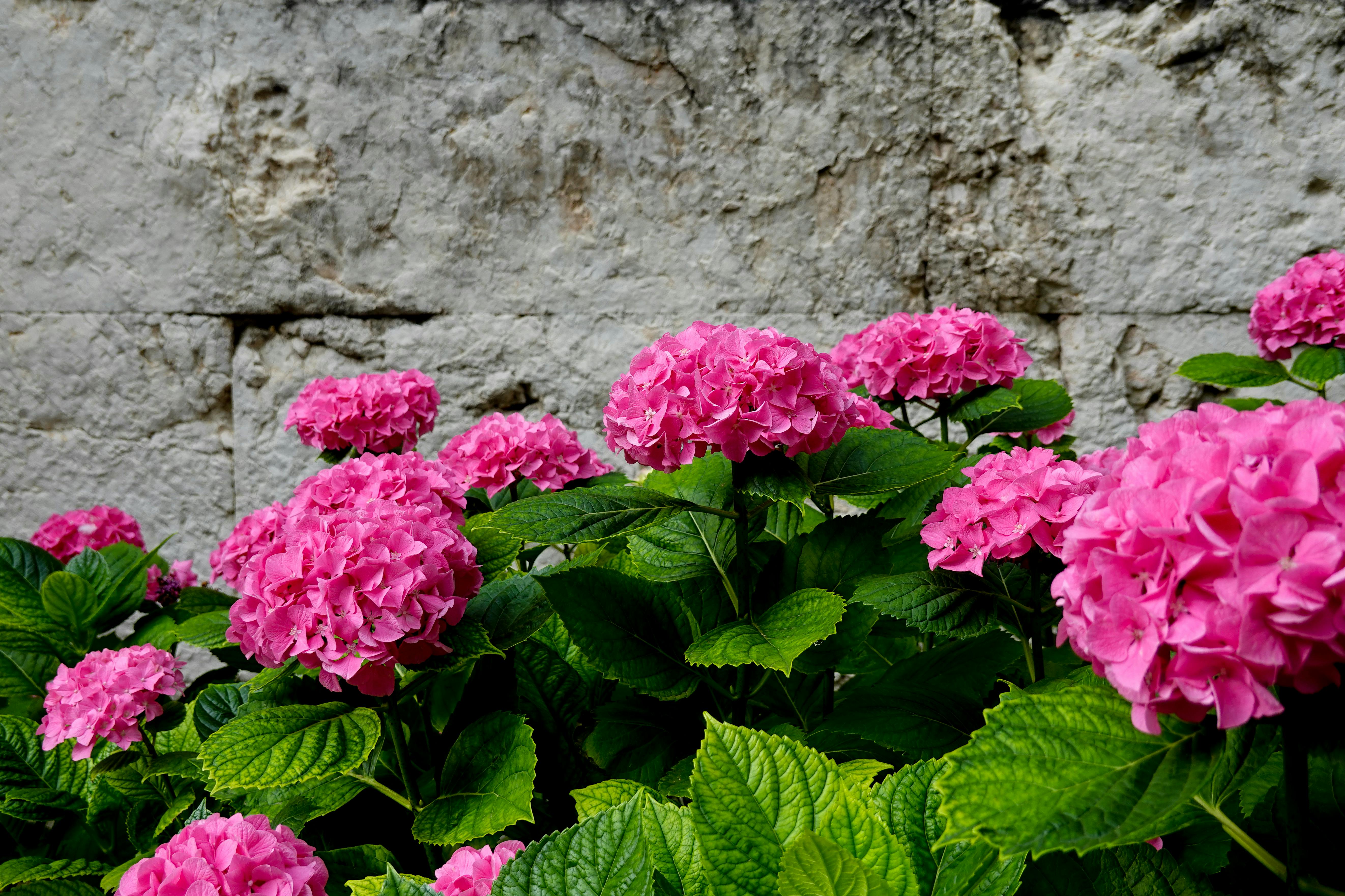 512+ Best Free Hydrangea Stock Photos & Images · 100% Royalty-Free HD ...