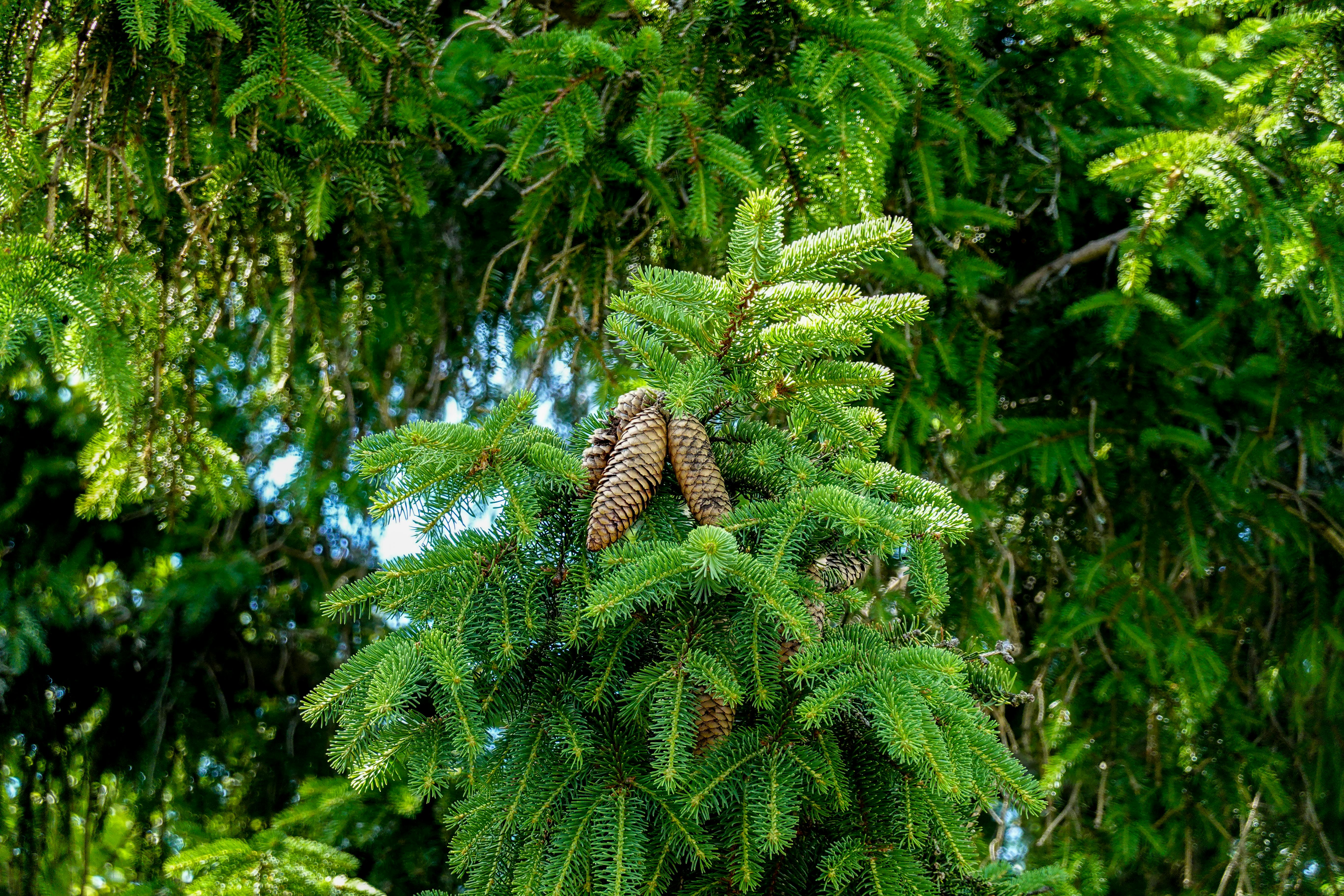 Cones on Conifer Treetop · Free Stock Photo