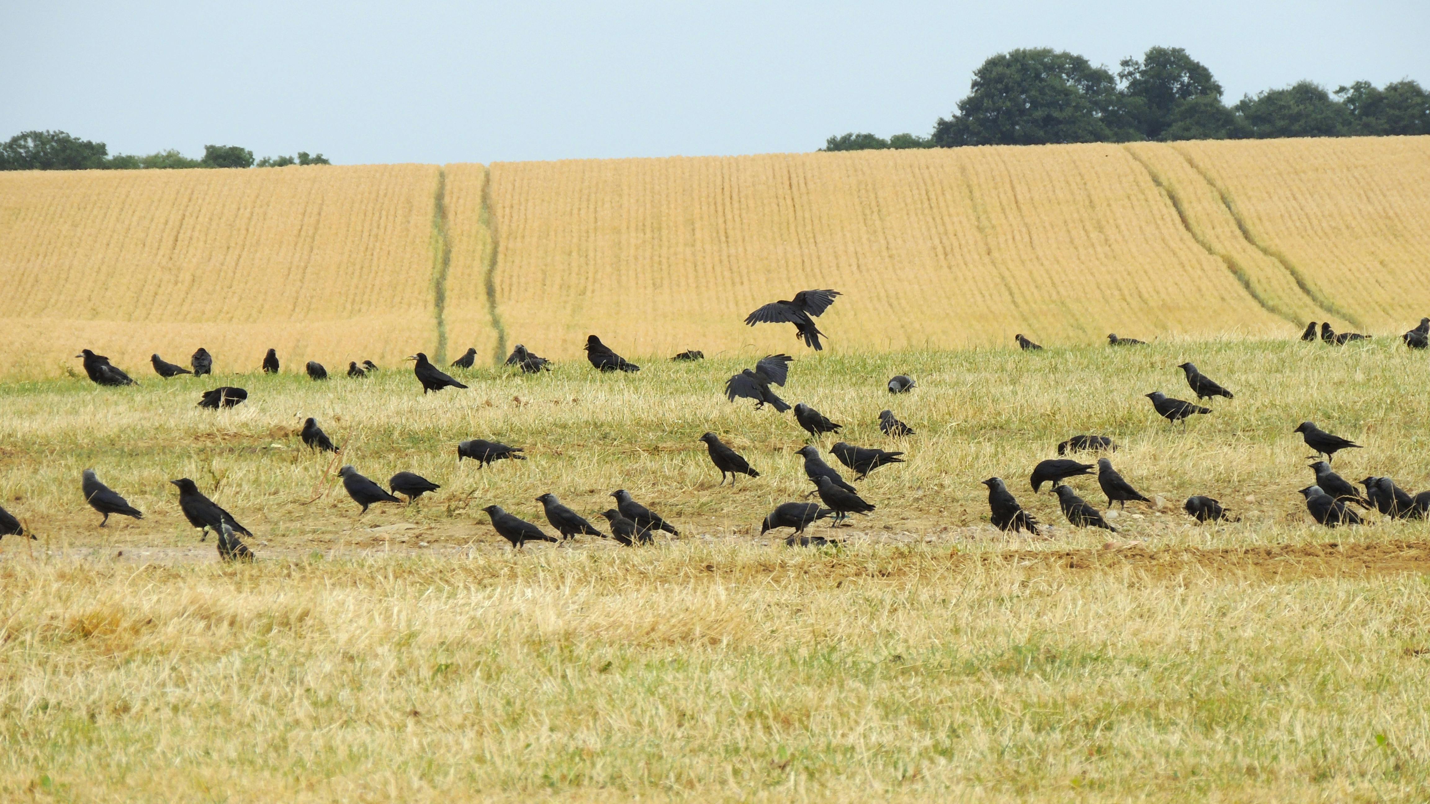 Jackdaws in Countryside · Free Stock Photo
