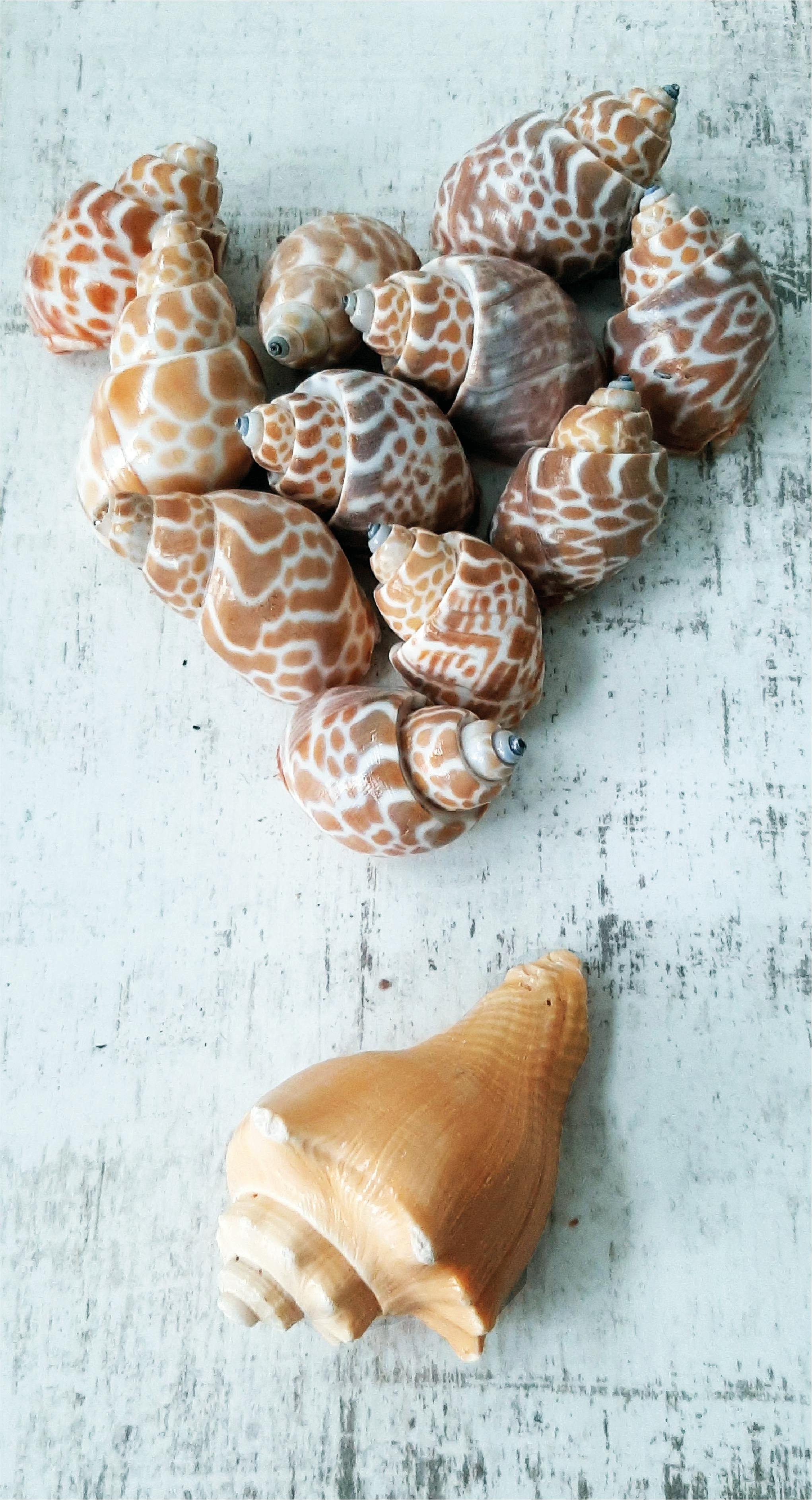 Assorted Seashell on Sand · Free Stock Photo