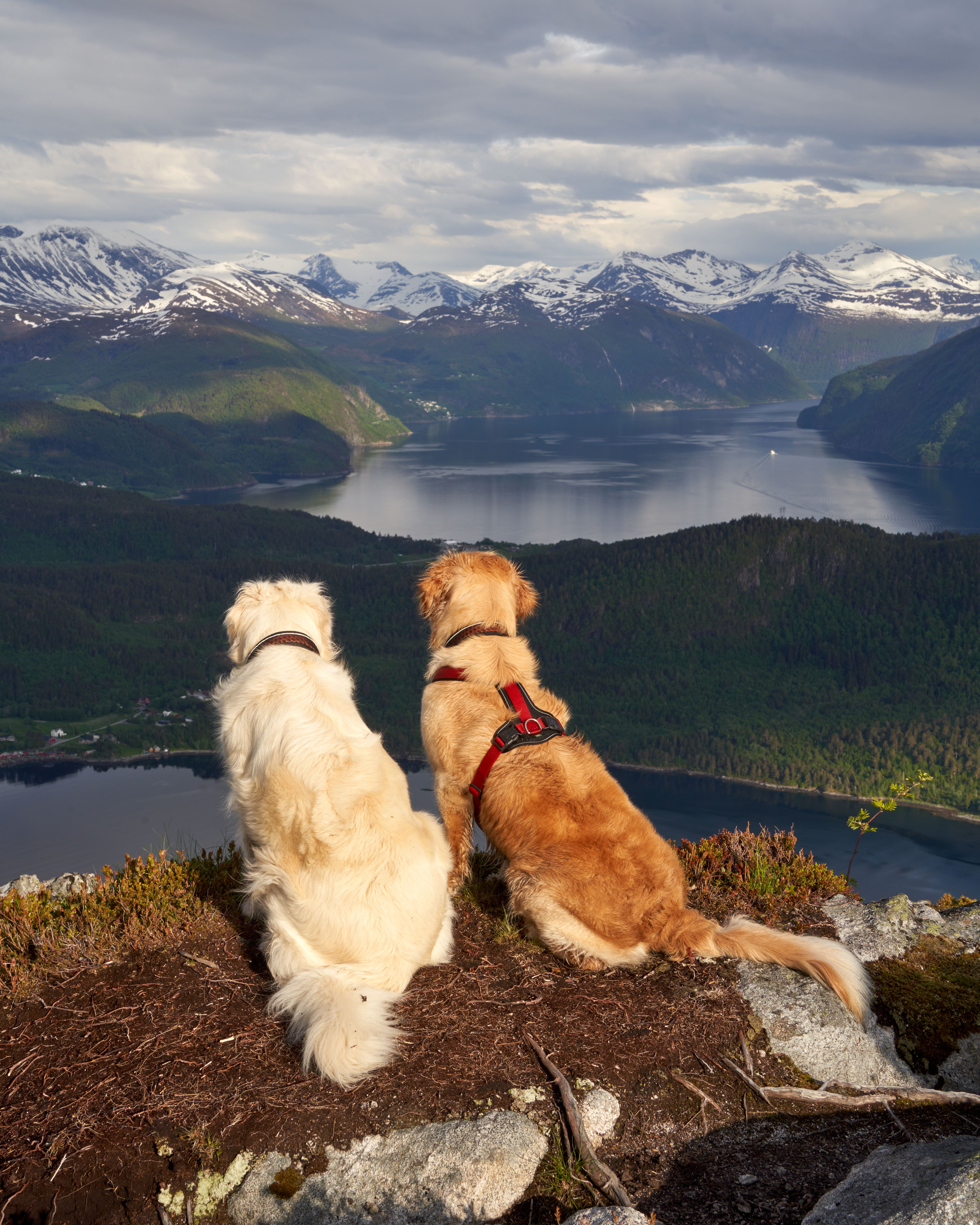 Back View Shot of Golden Retrievers Sitting on the Top of the Mountain ...