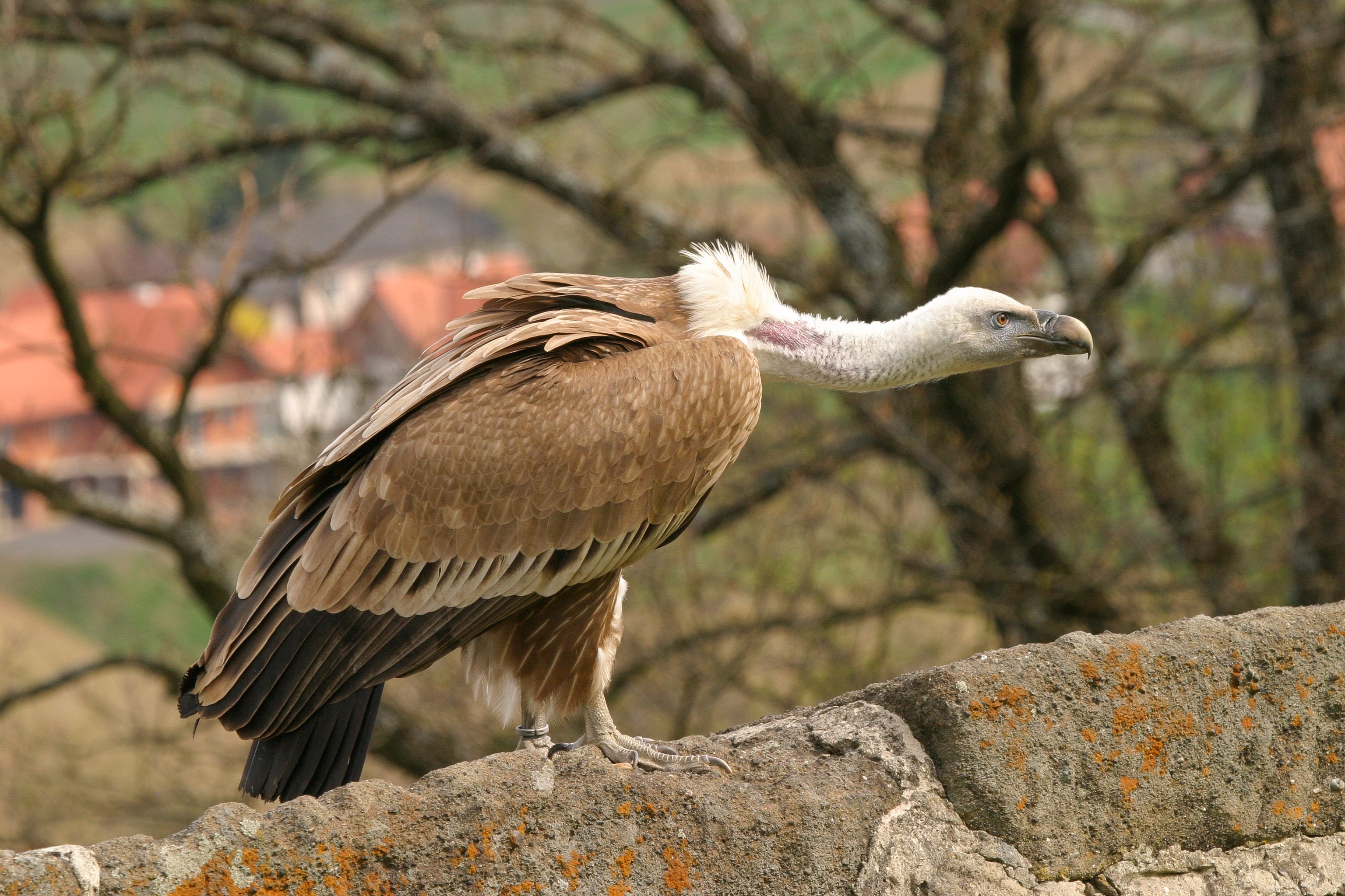 A Vulture Perched on the Concrete Wall · Free Stock Photo