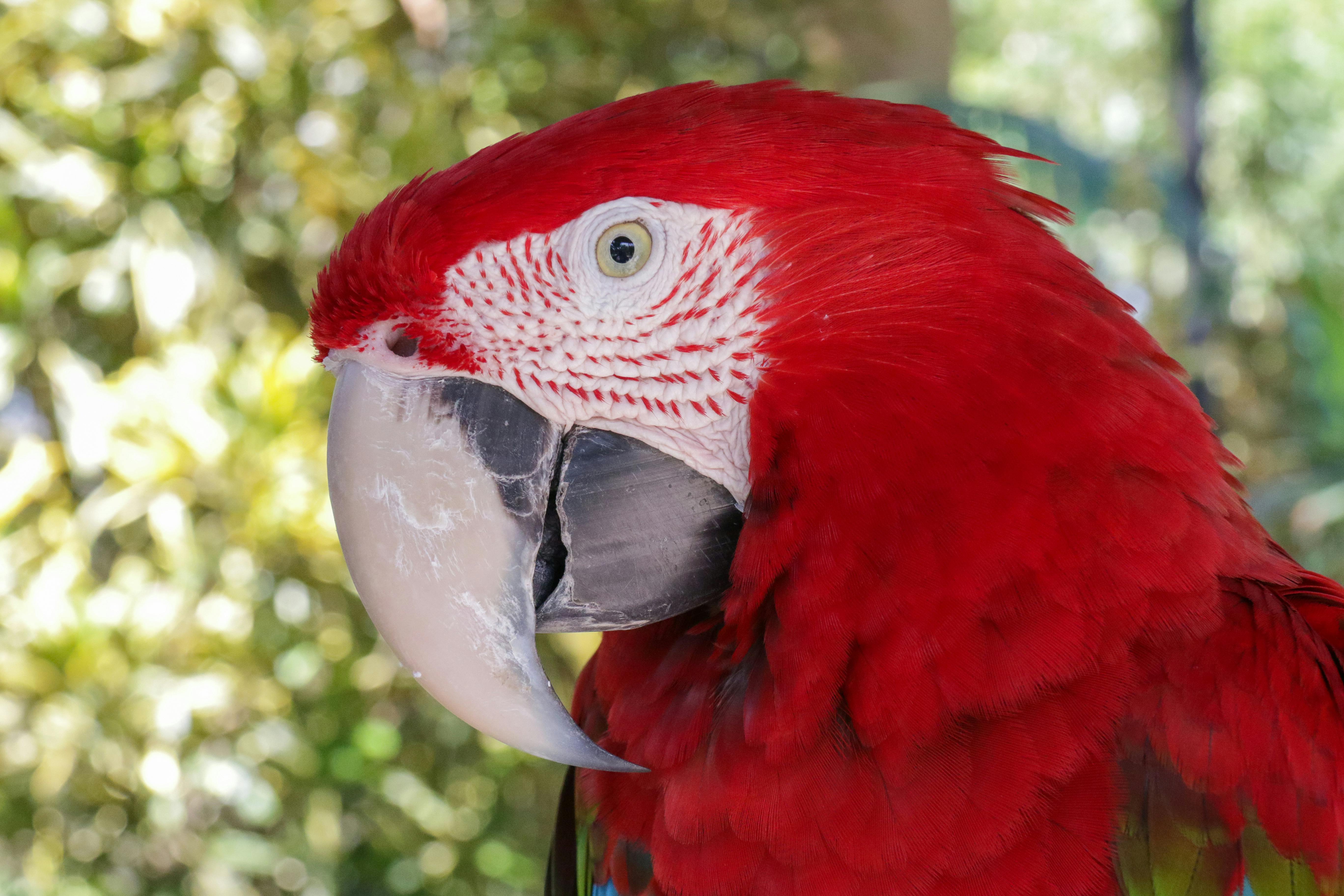 Photo of the Red Ara Parrot · Free Stock Photo