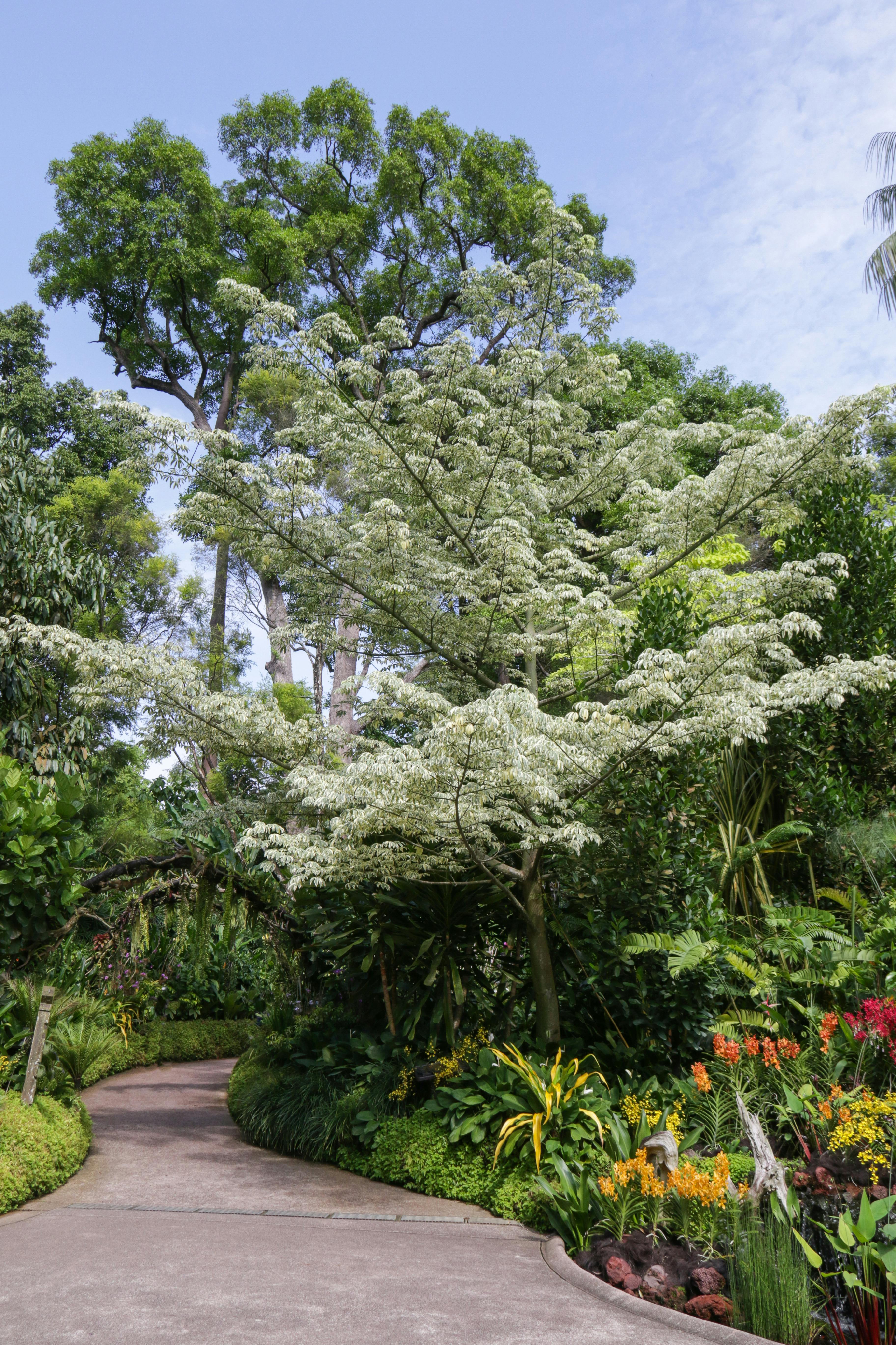 Photo Of Pathway Beside Trees · Free Stock Photo