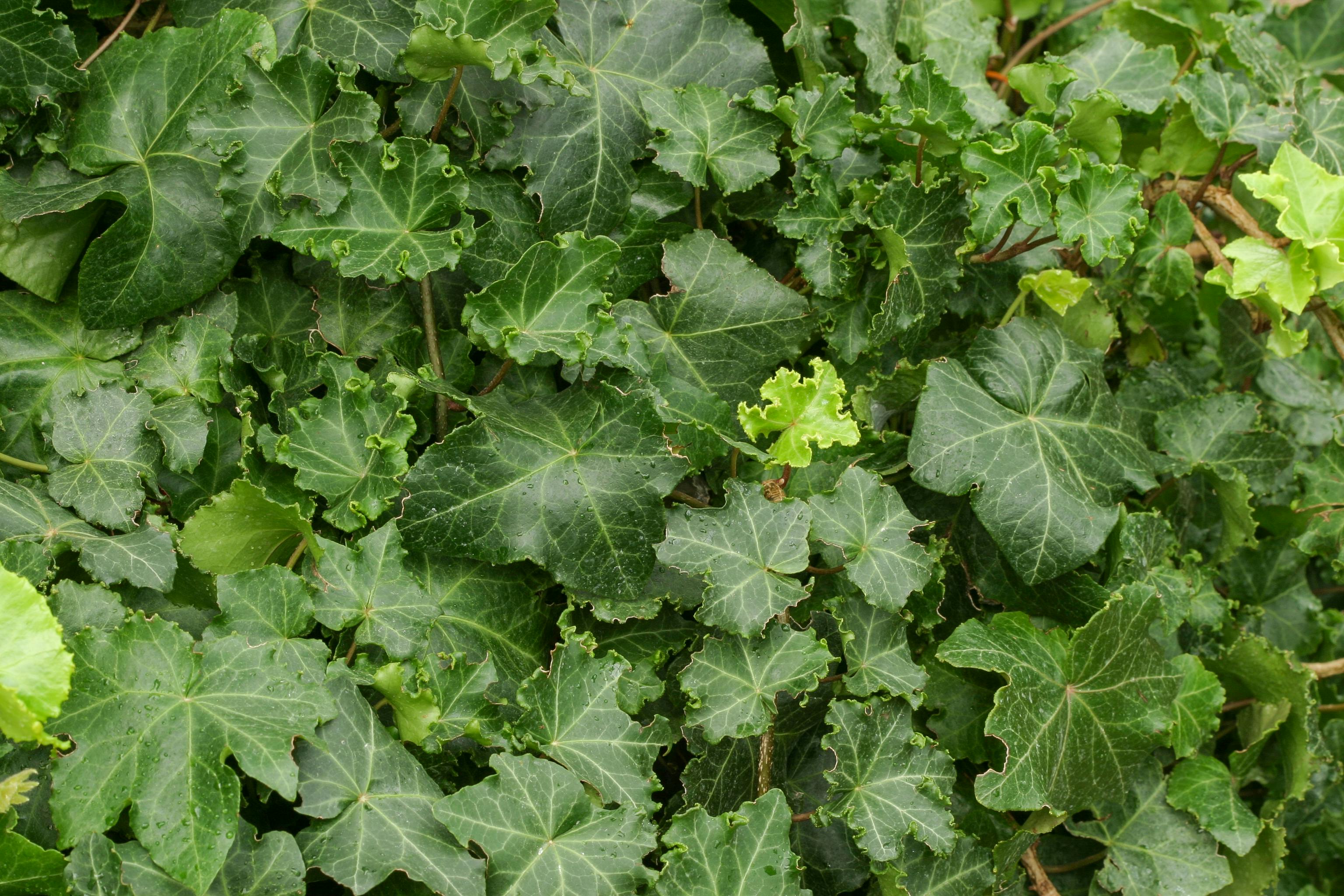 Green Leaves · Free Stock Photo