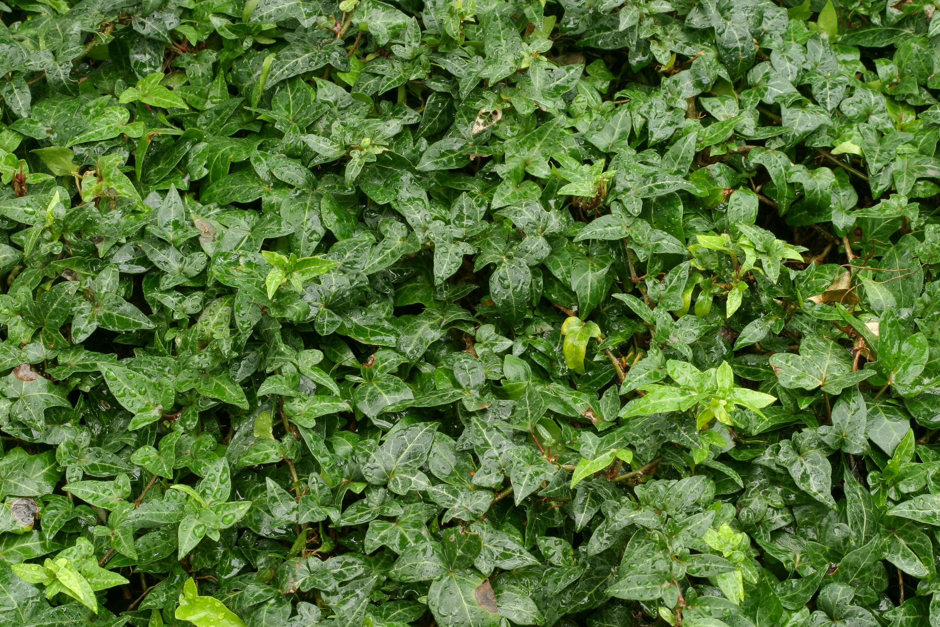 Common Ivy Covering the Ground · Free Stock Photo