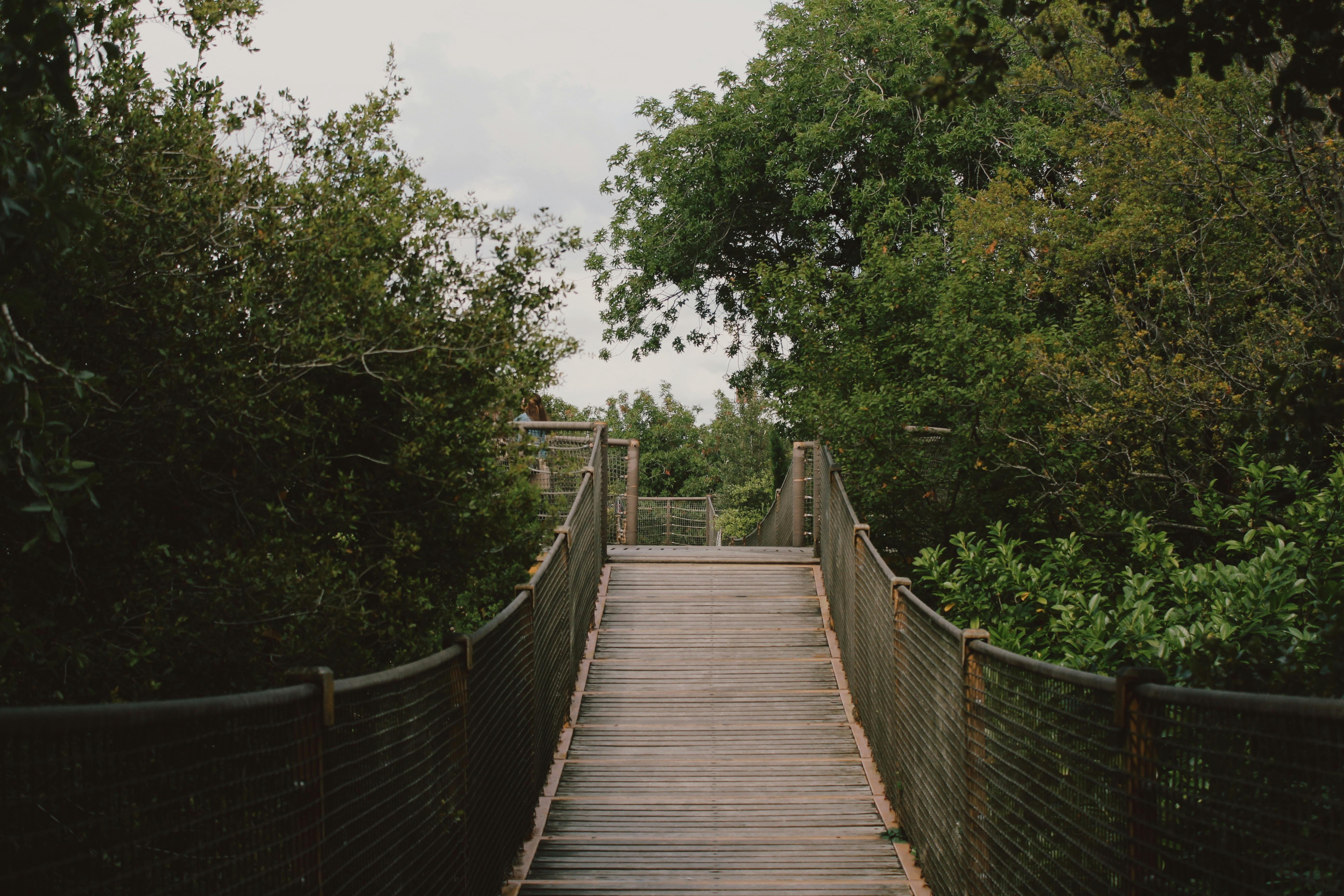 Brown Wooden Bridge Between Green Trees · Free Stock Photo
