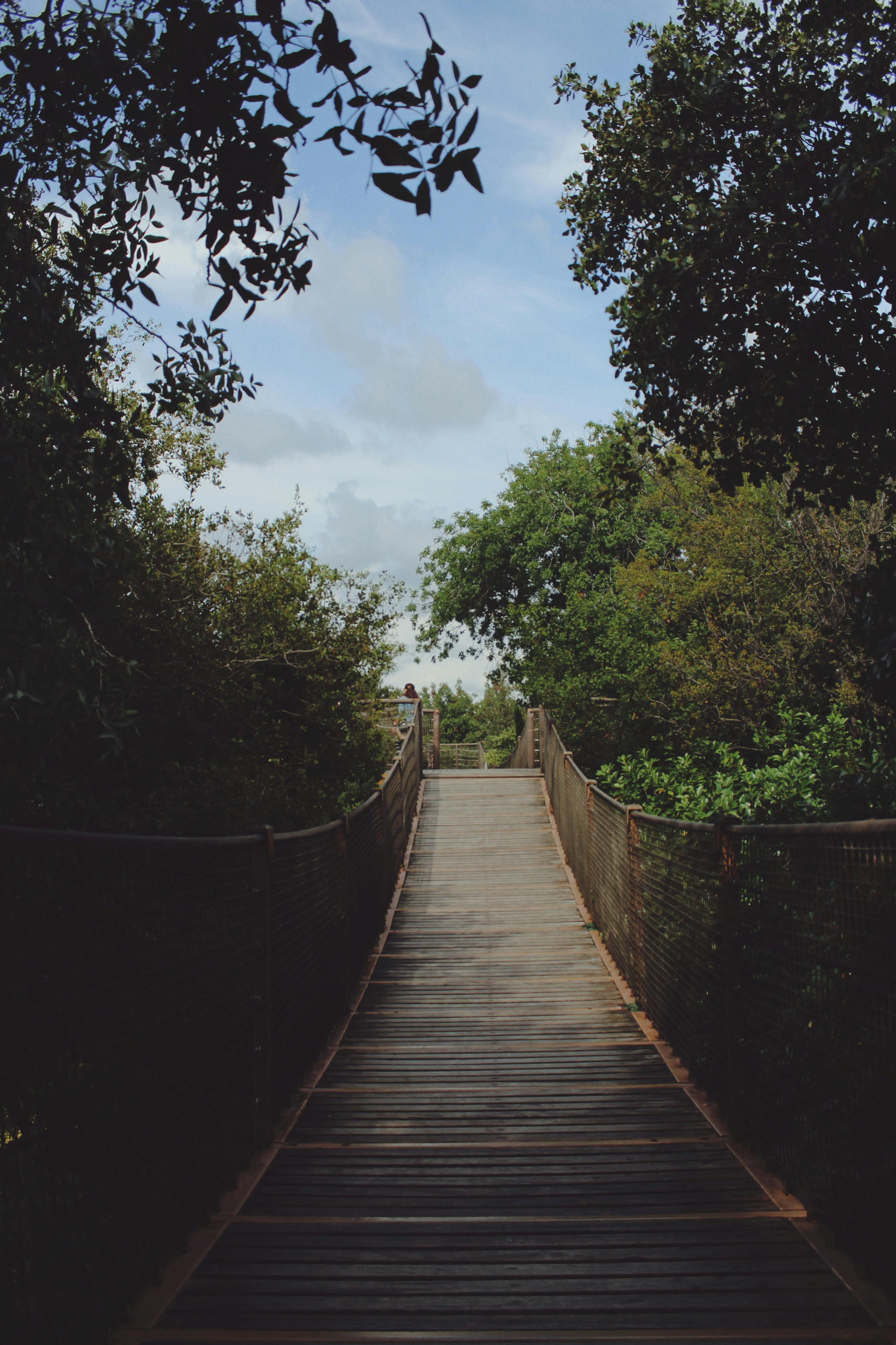 Brown Wooden Bridge Between Green Trees Under Blue Sky · Free Stock Photo