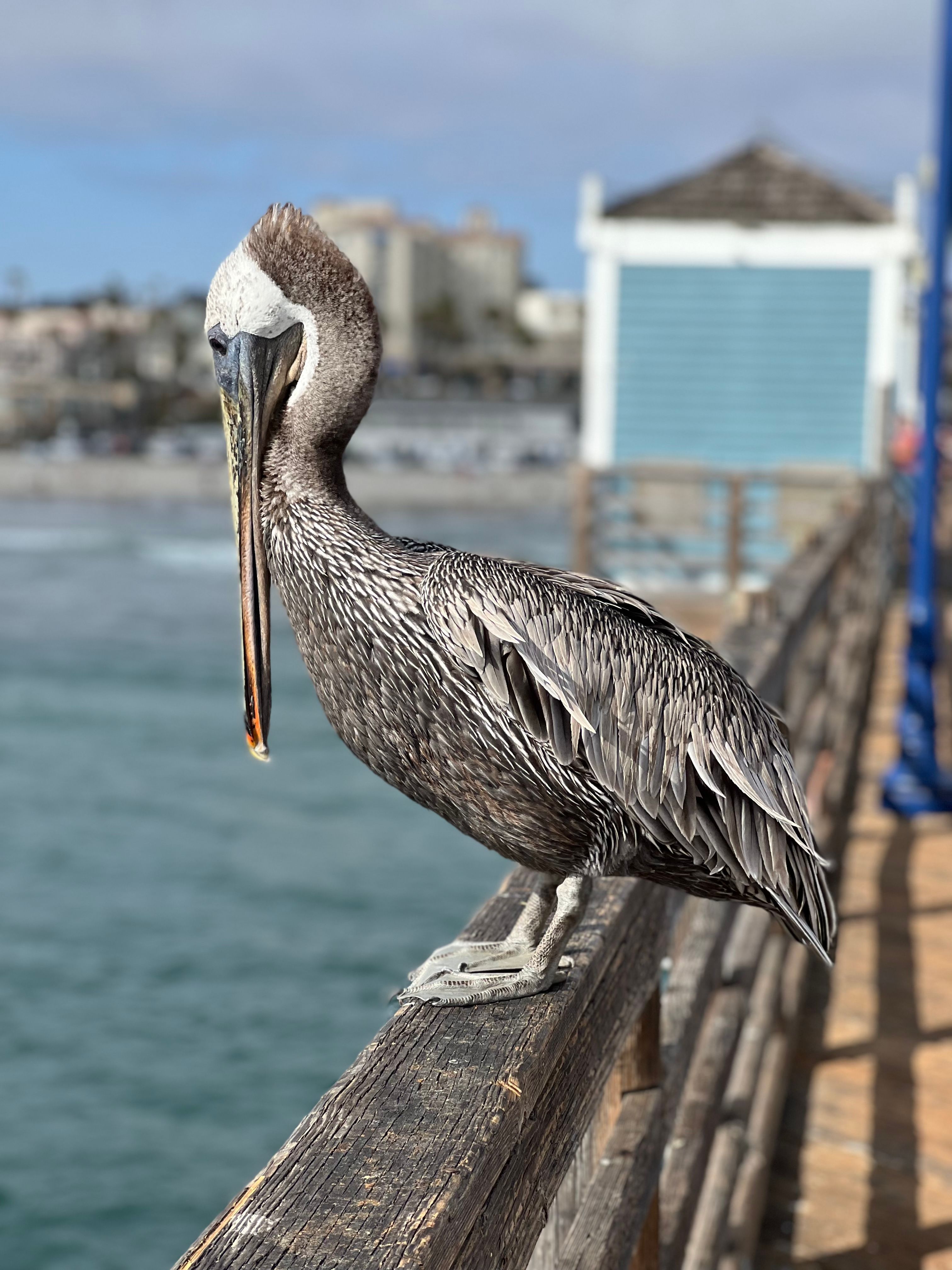 Photo of a Pelican Perched on a Post · Free Stock Photo