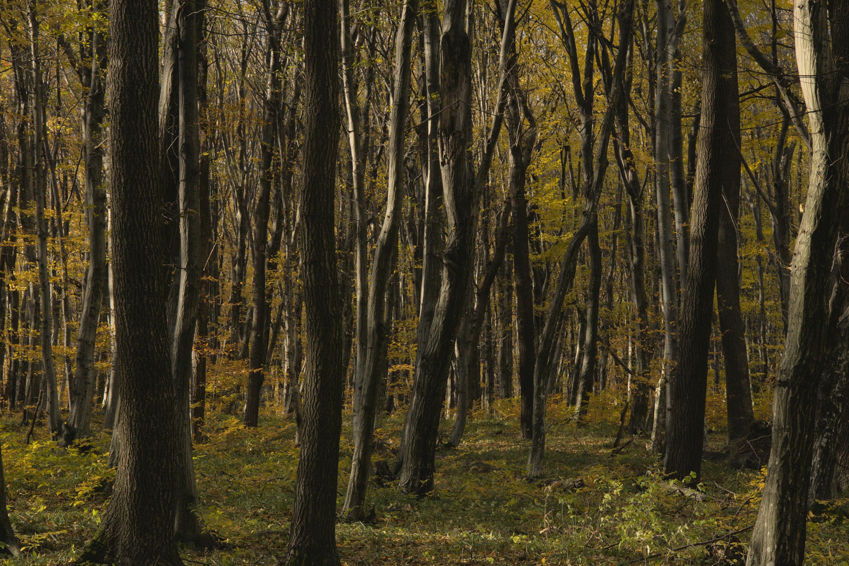 Trees Growing in Dense Forest · Free Stock Photo