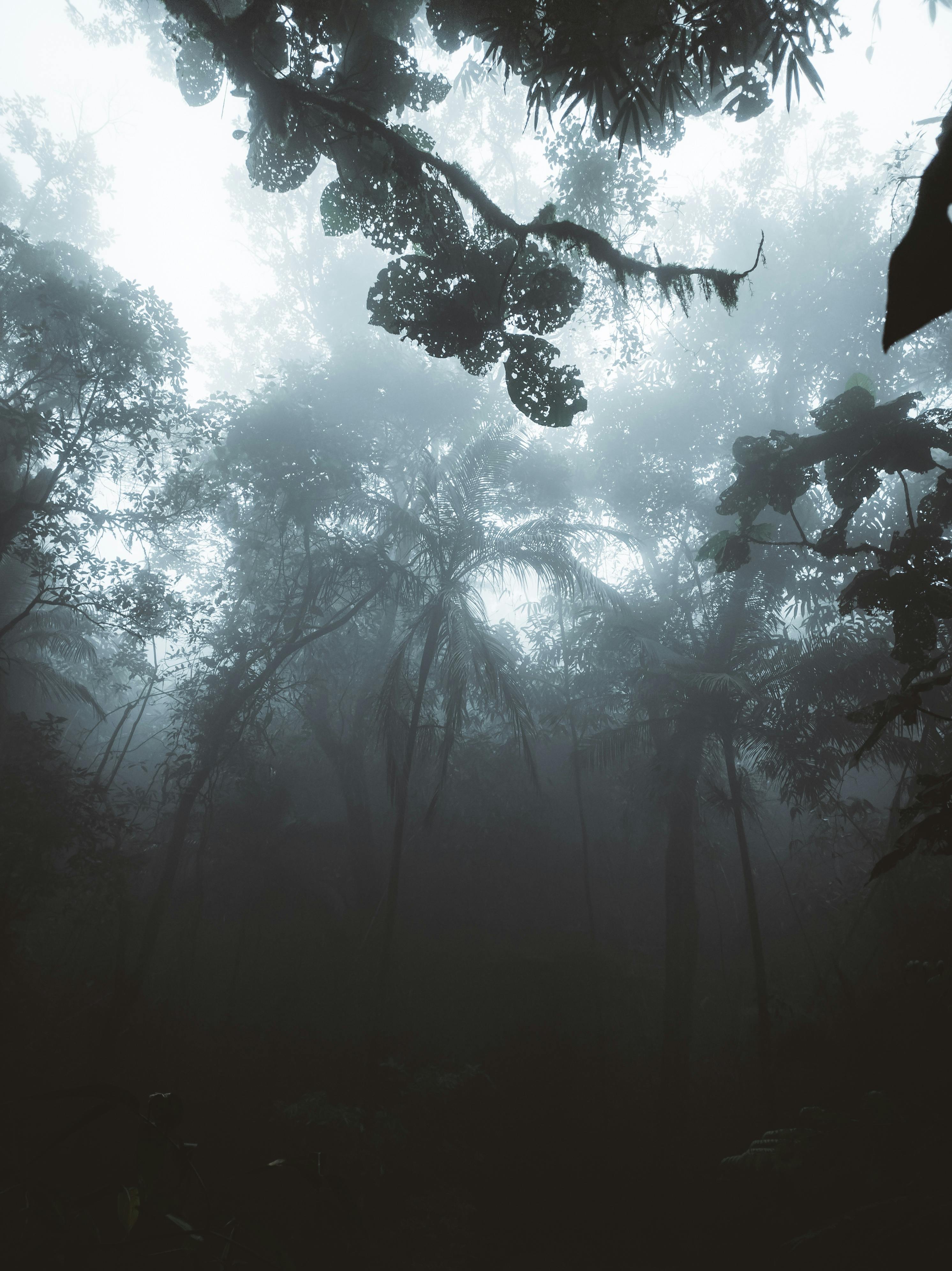 Low Angle Photography of Trees · Free Stock Photo