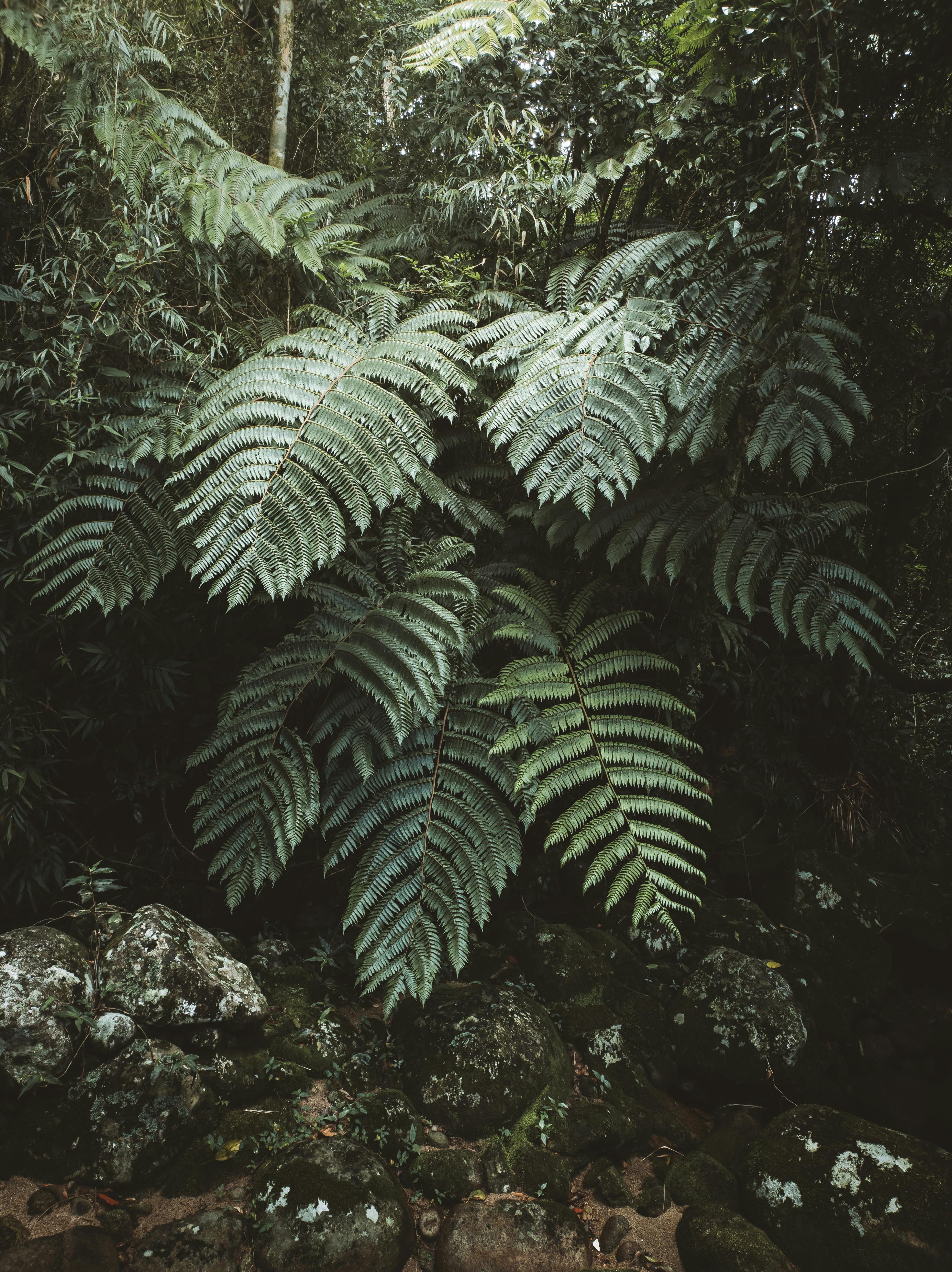Lush Green Ferns in a Forest · Free Stock Photo